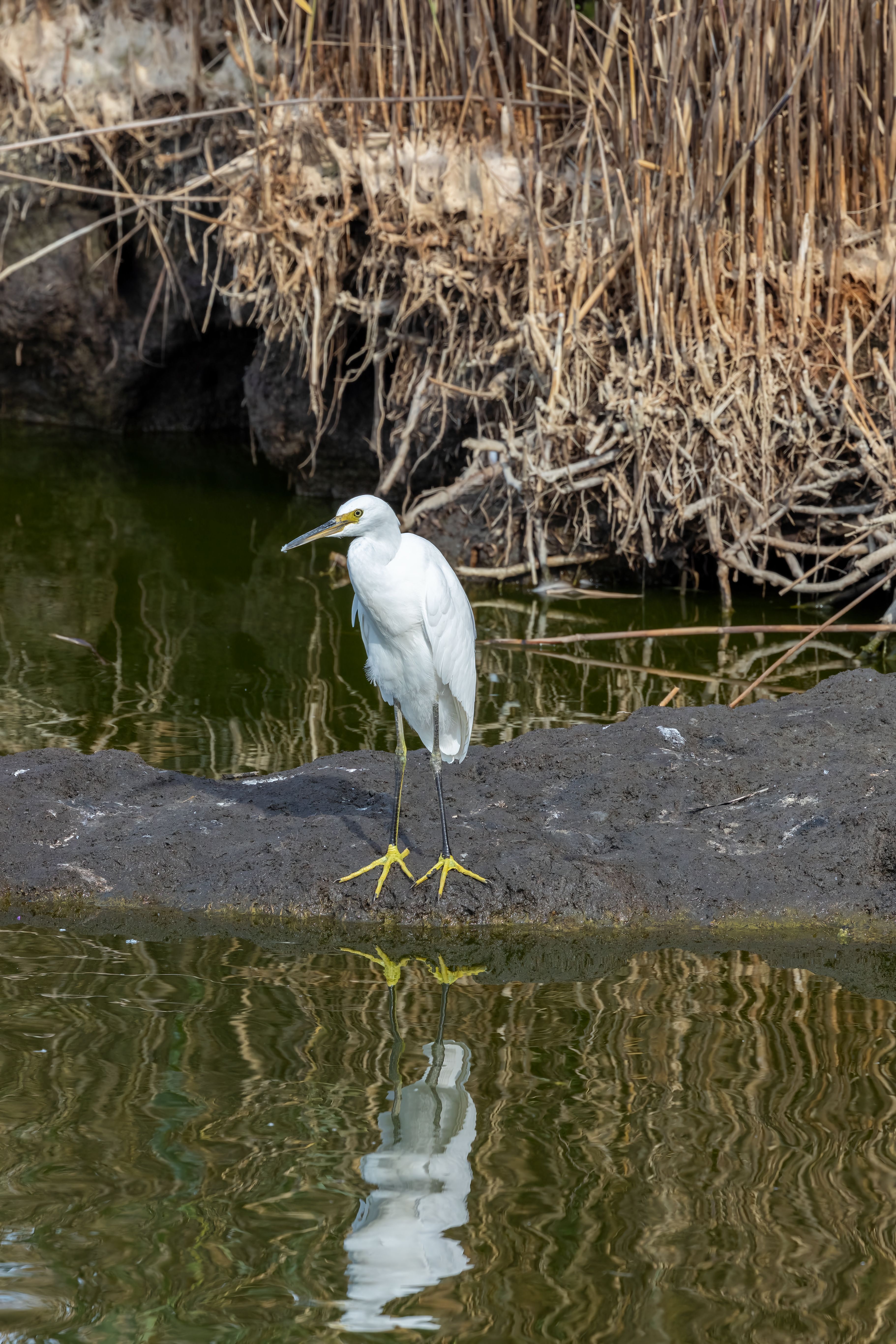White Heron with Yellow Legs Standing by Water · Free Stock Photo