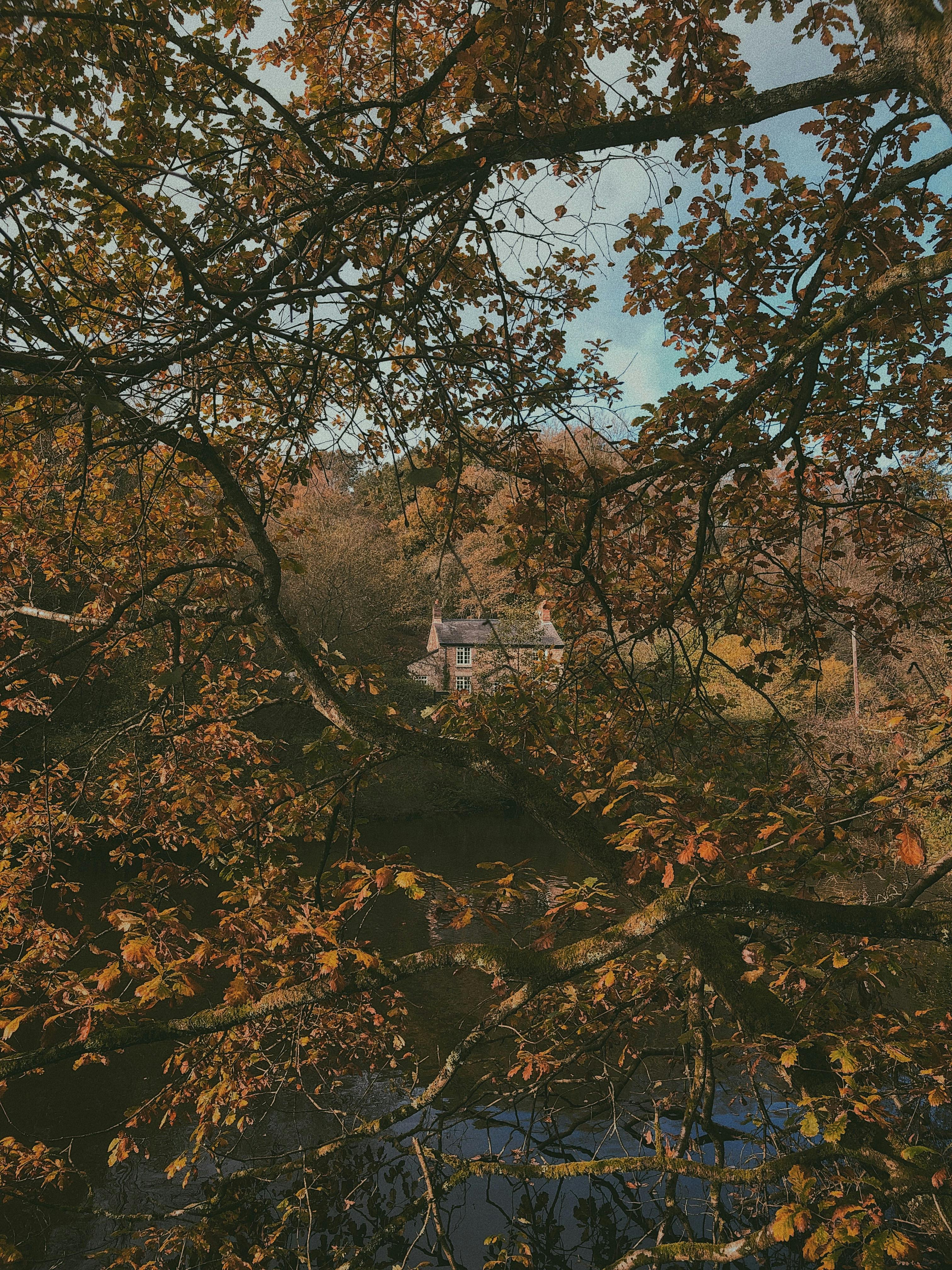 Photo of a Single Autumn Tree · Free Stock Photo
