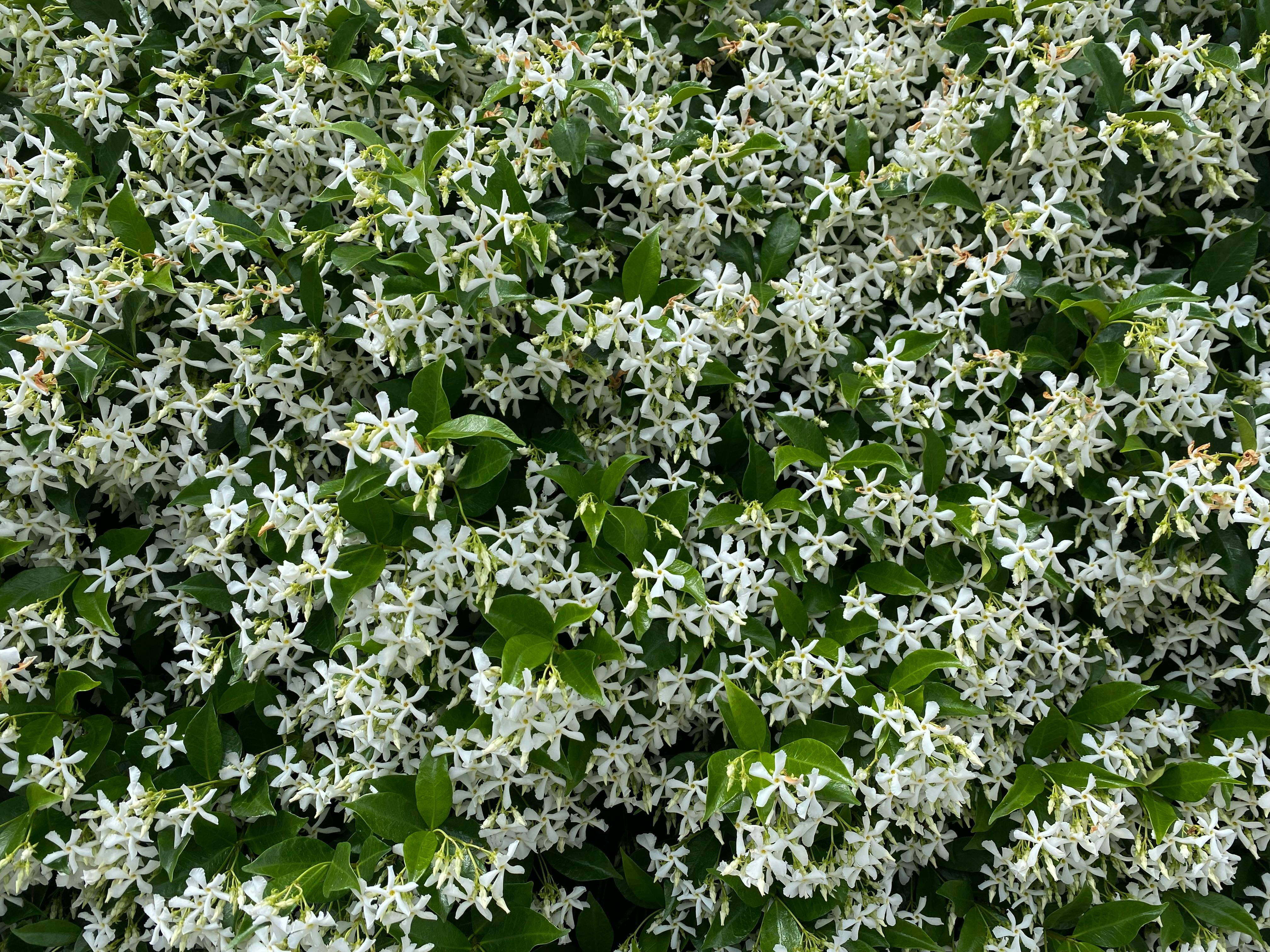 Close up of a Jasmine · Free Stock Photo