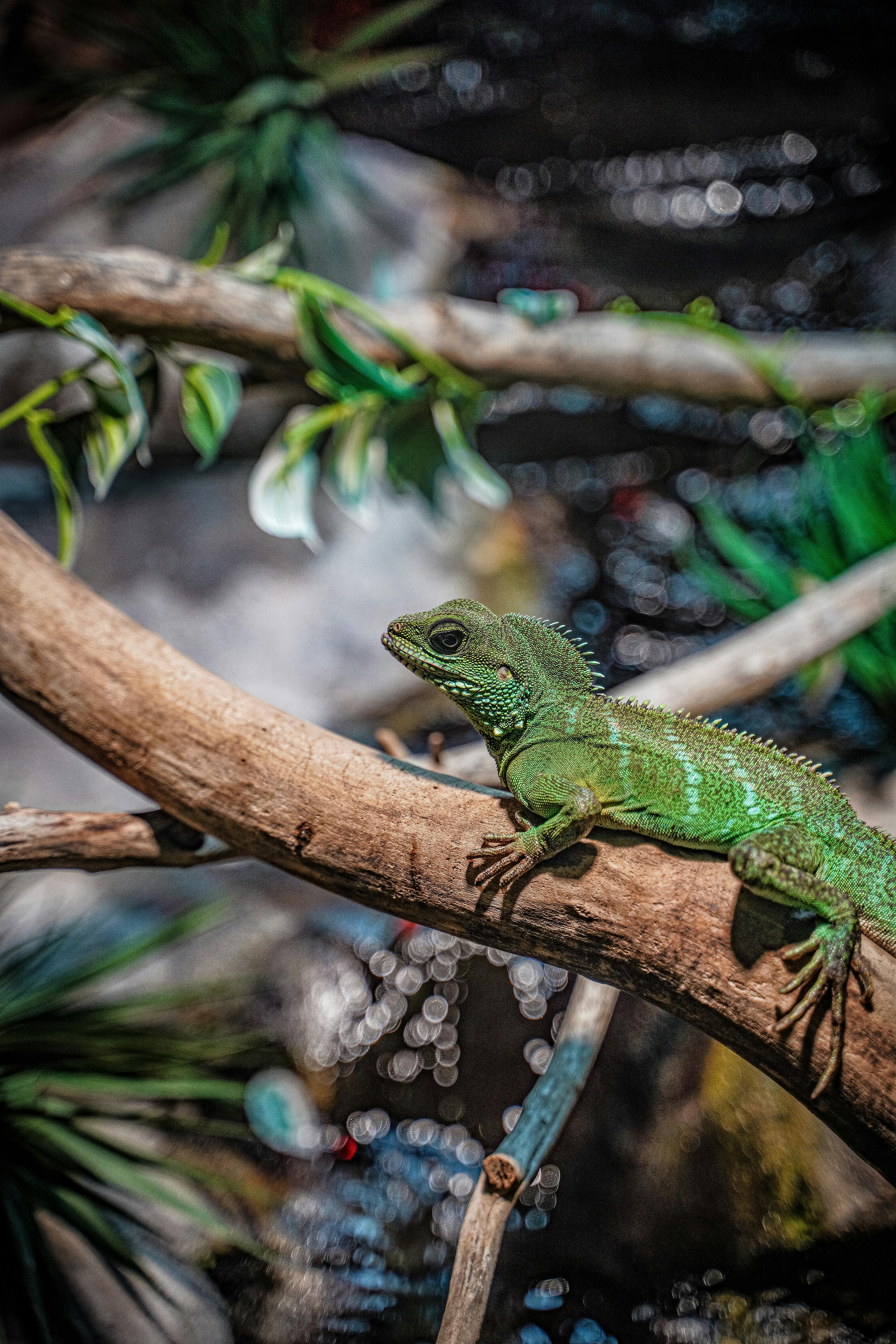 Chinese Water Dragon Lizard on Brown Tree Branch · Free Stock Photo