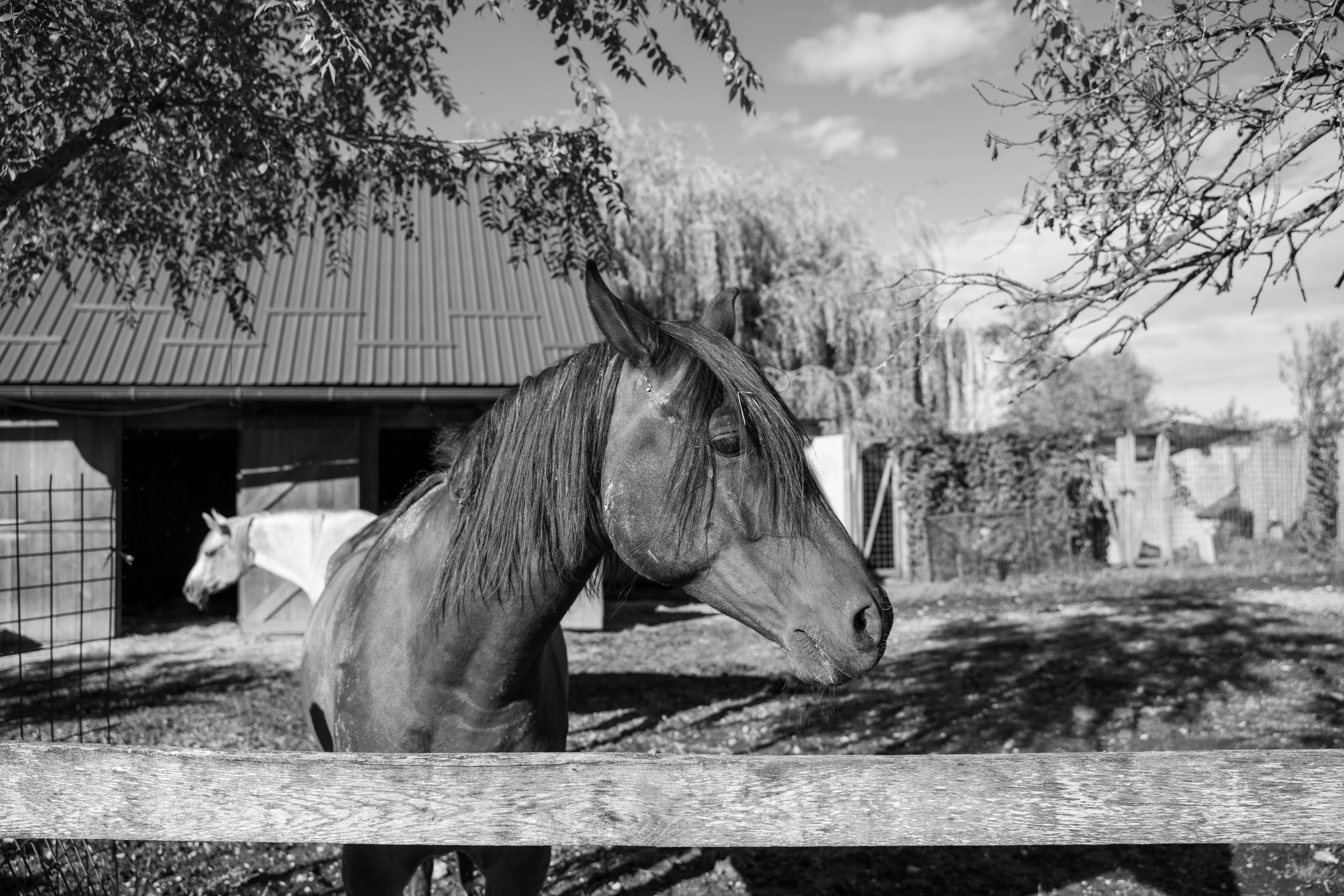 Grayscale Photo of Horses on a Ranch · Free Stock Photo