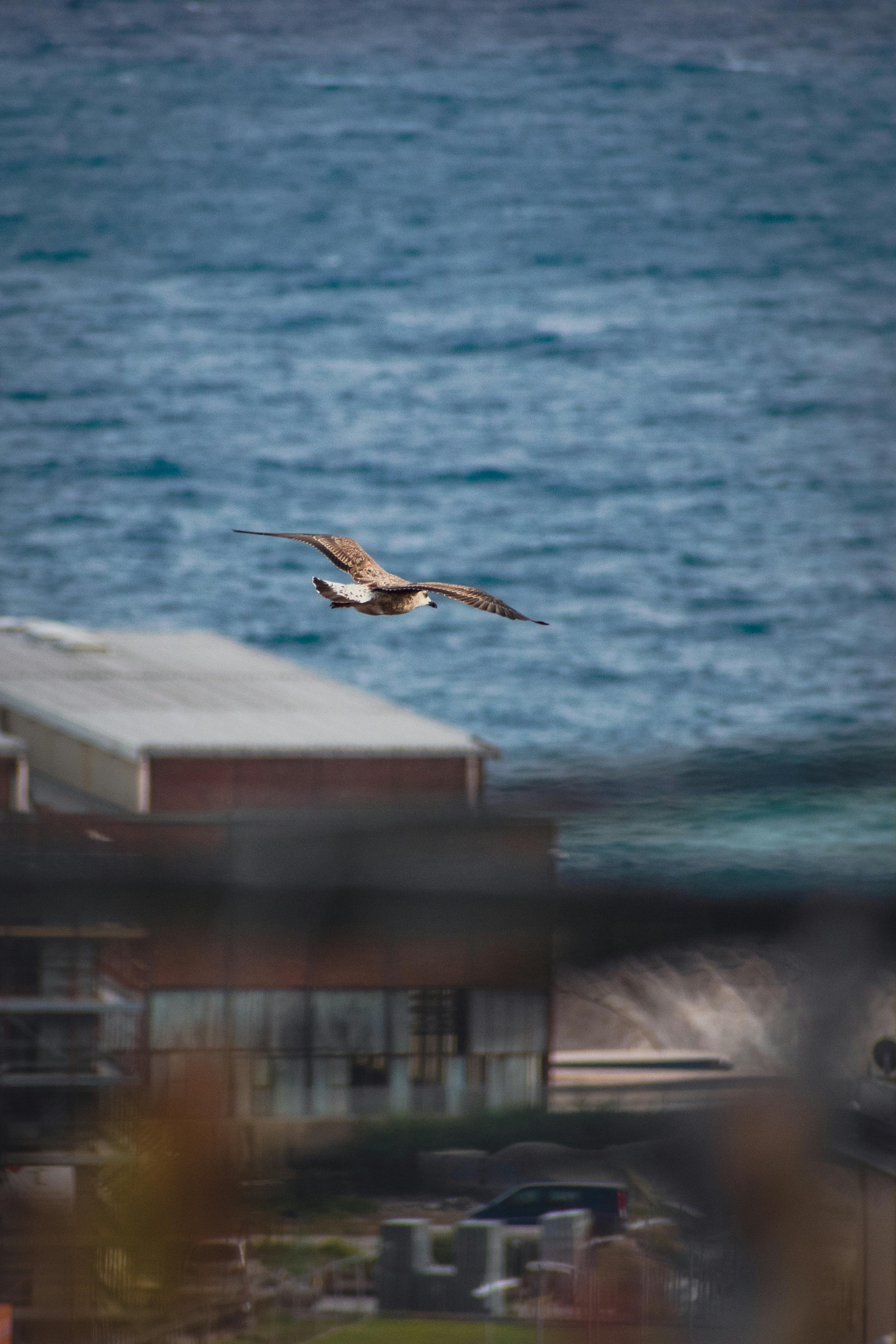 Bird Flying over Treetops of Palm Trees · Free Stock Photo