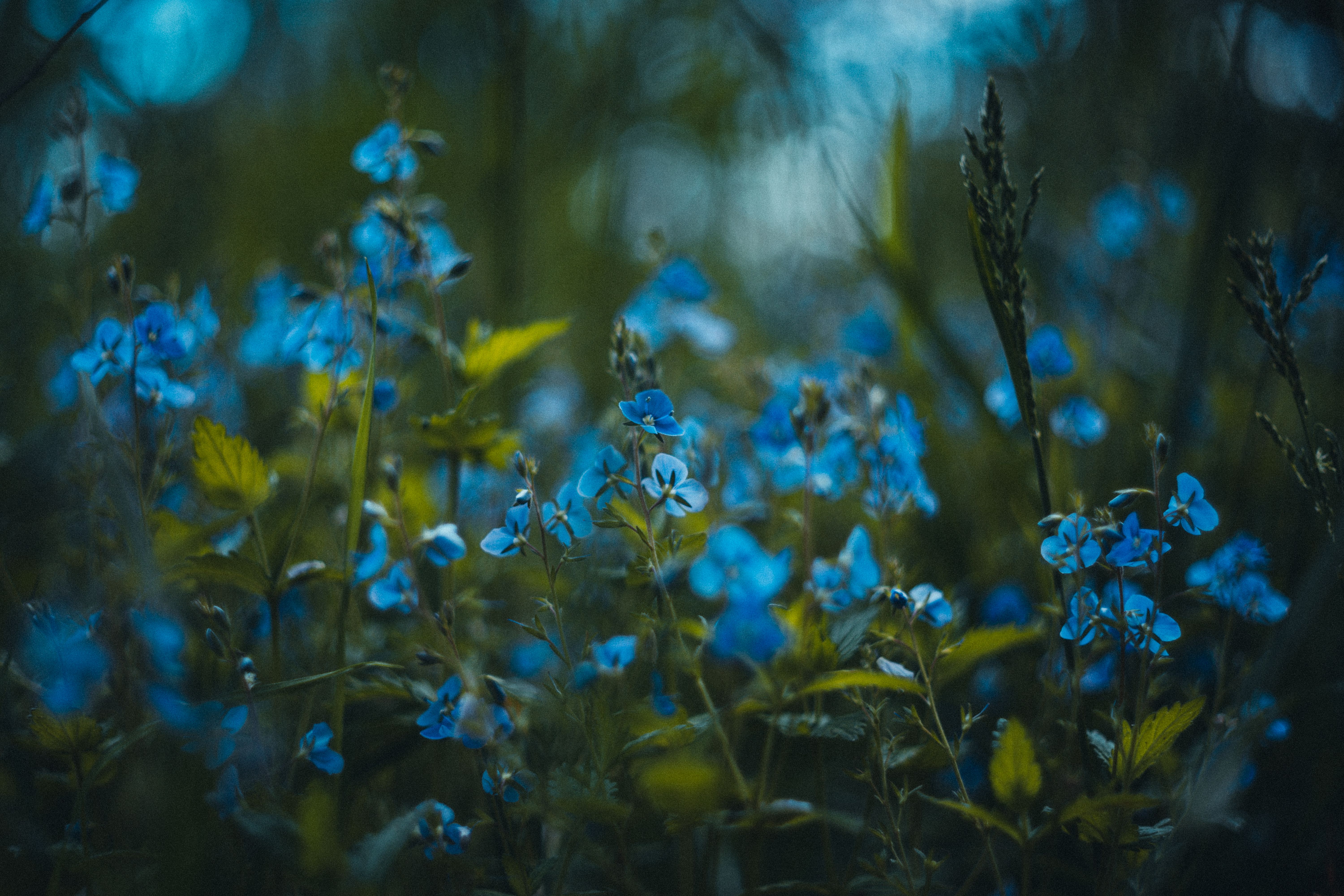 Close-Up Photograph of Blue Flowers · Free Stock Photo
