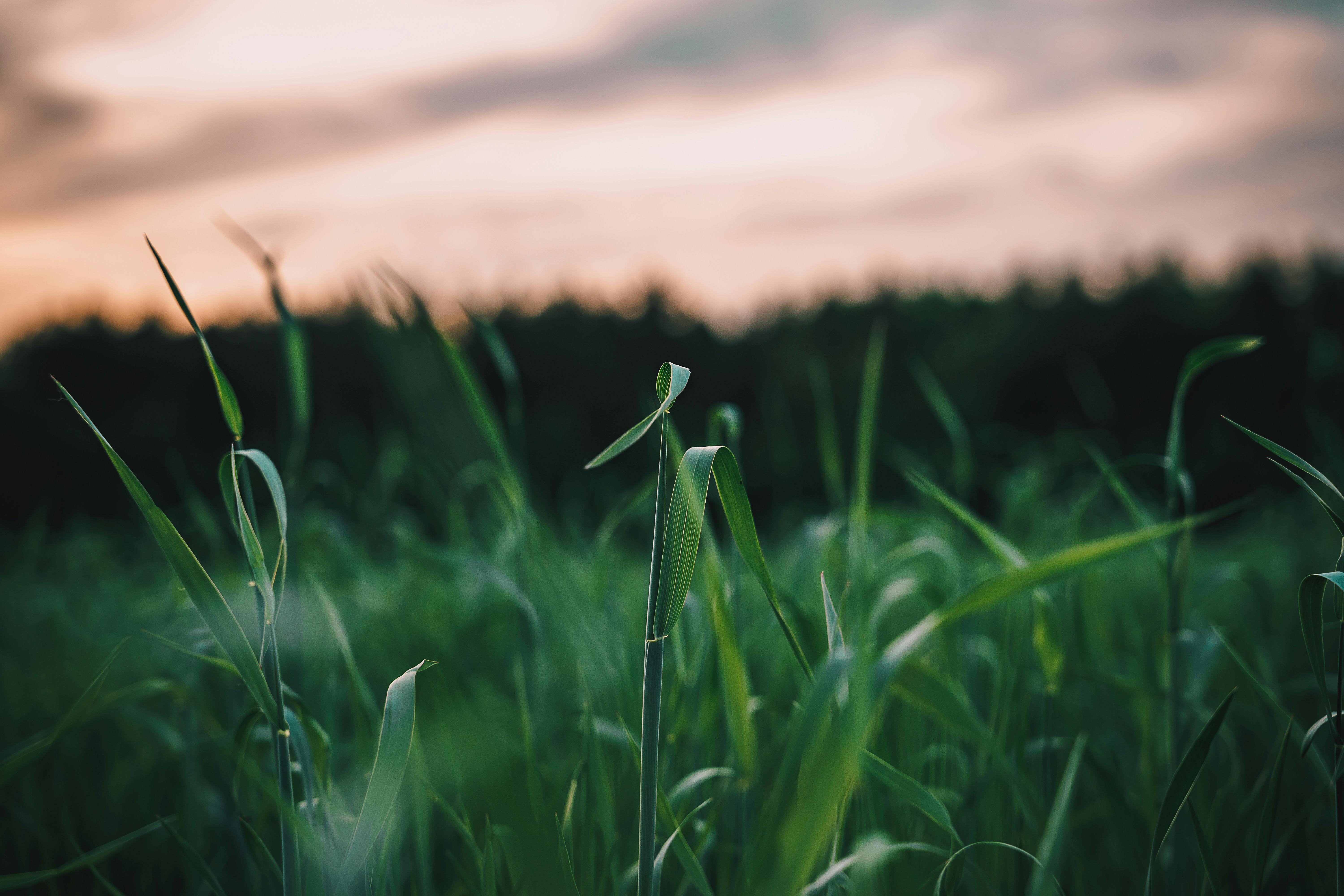 Photo of Green Grass Field during Golden Hours · Free Stock Photo