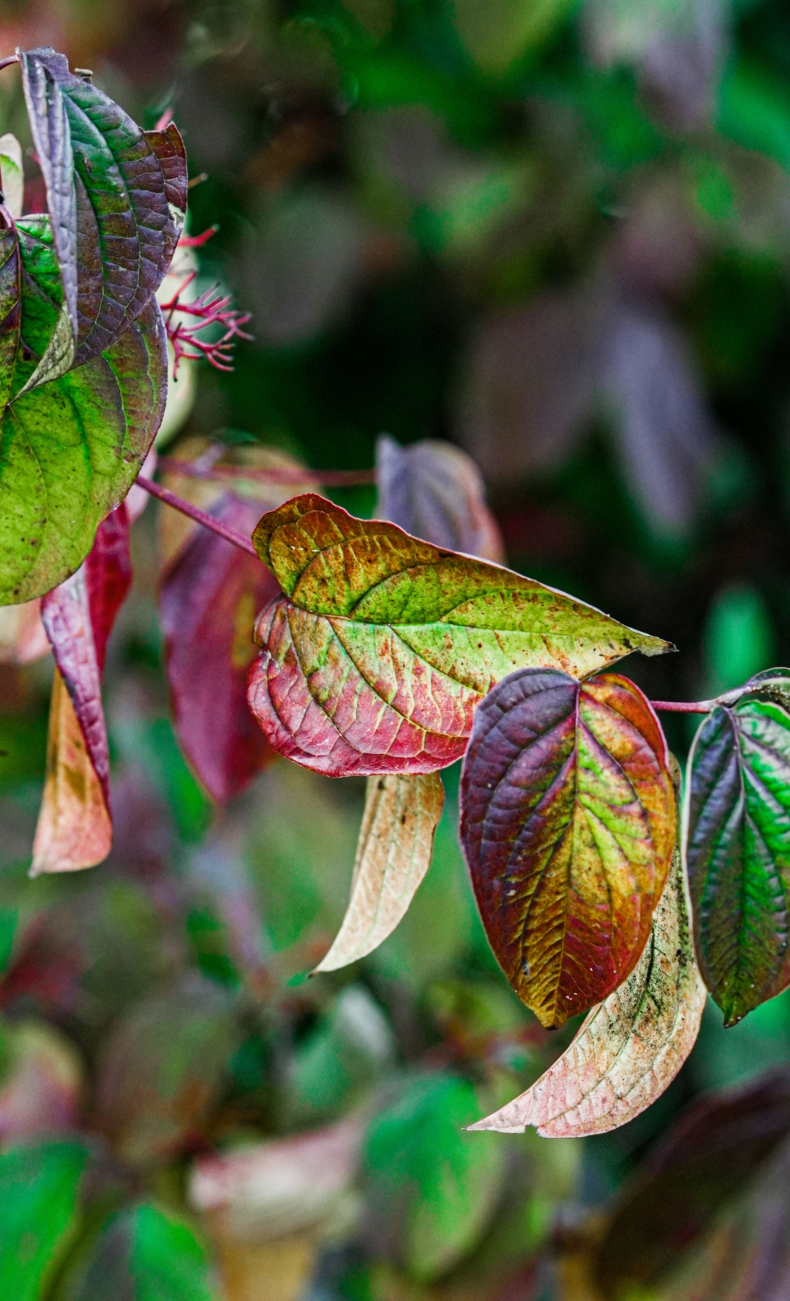 Close-Up Photo of Green and Violet Leaves · Free Stock Photo