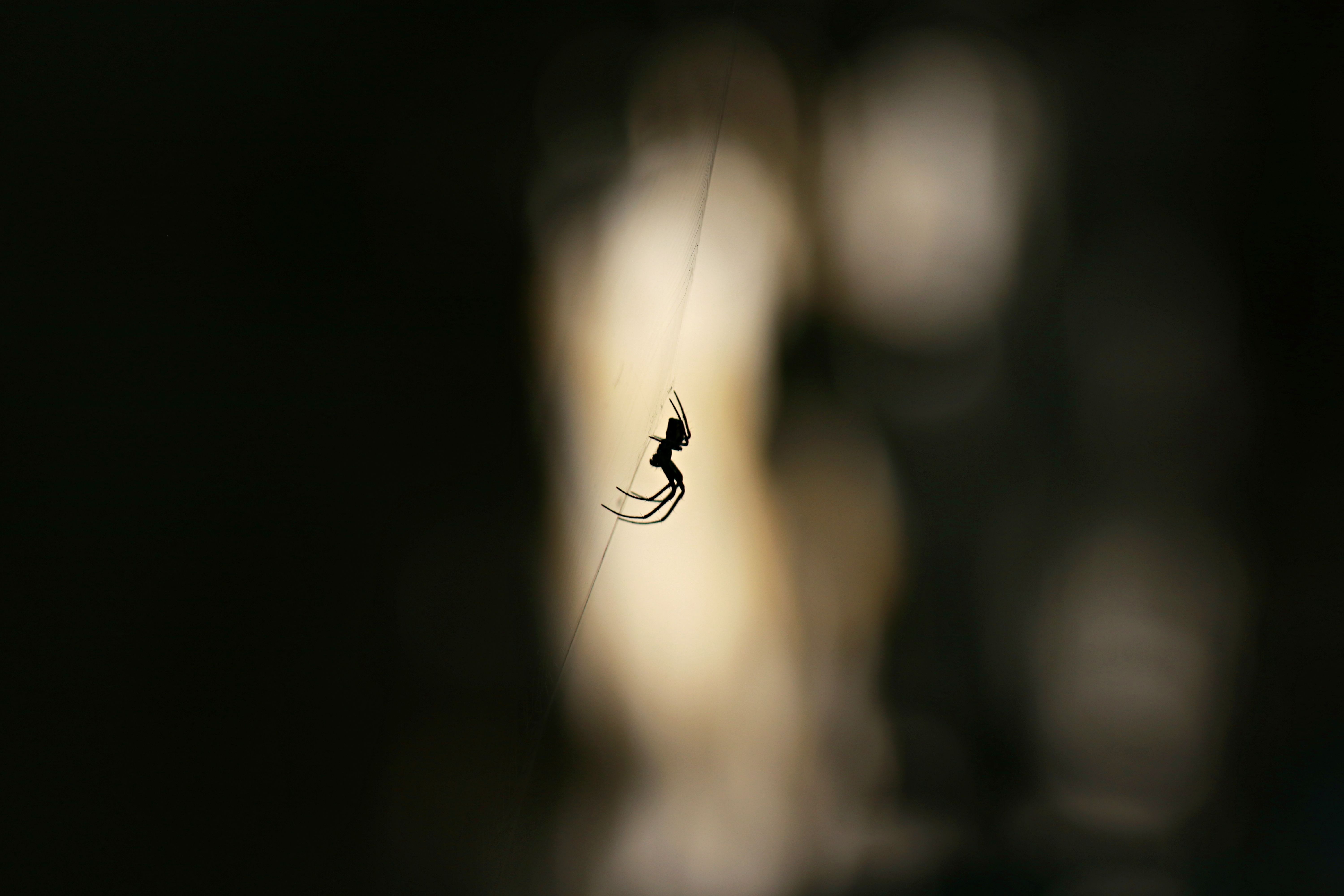 Spider Verse Photos, Download The BEST Free Spider Verse Stock Photos ...