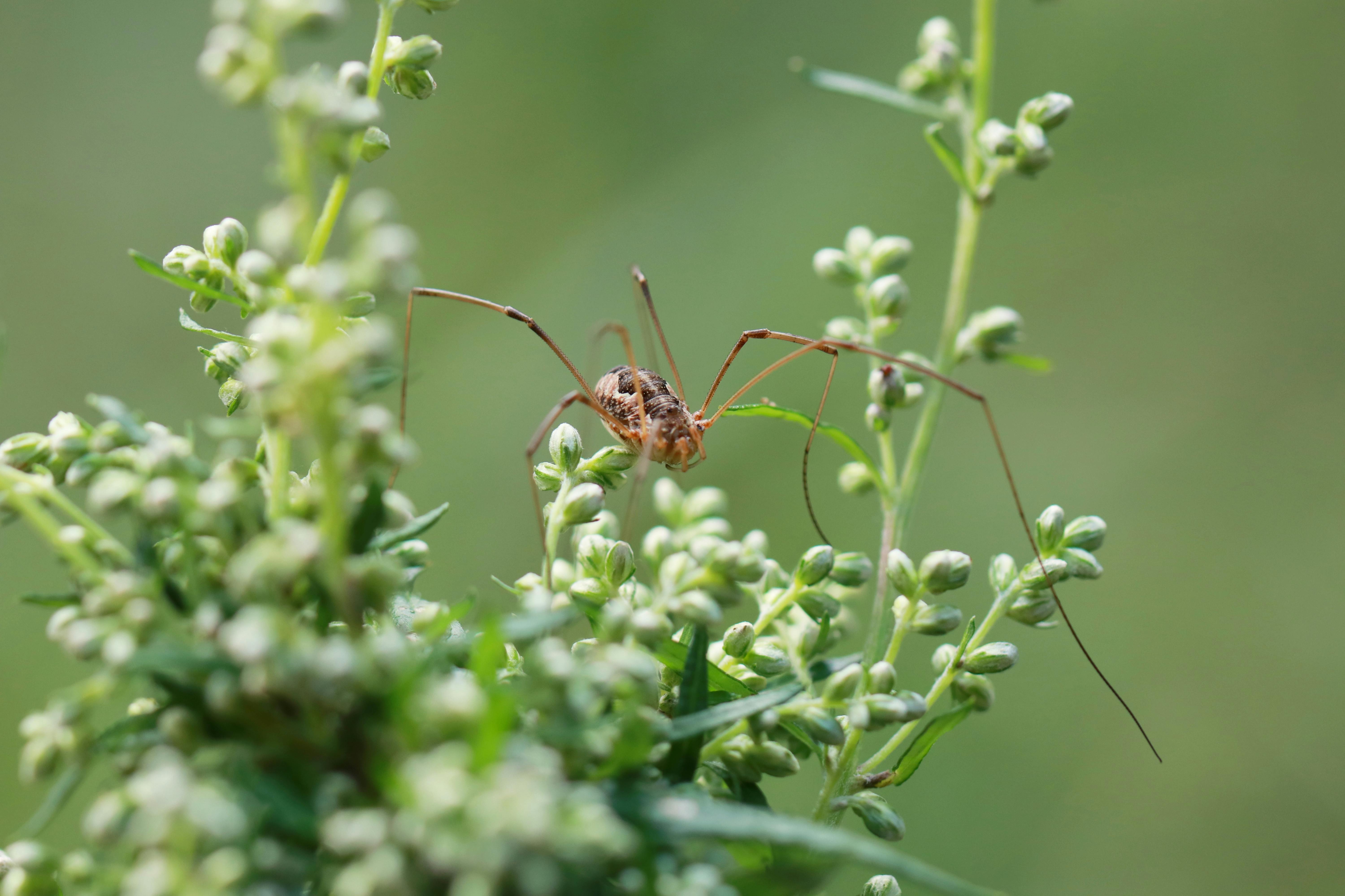 Harvestman on Plant · Free Stock Photo