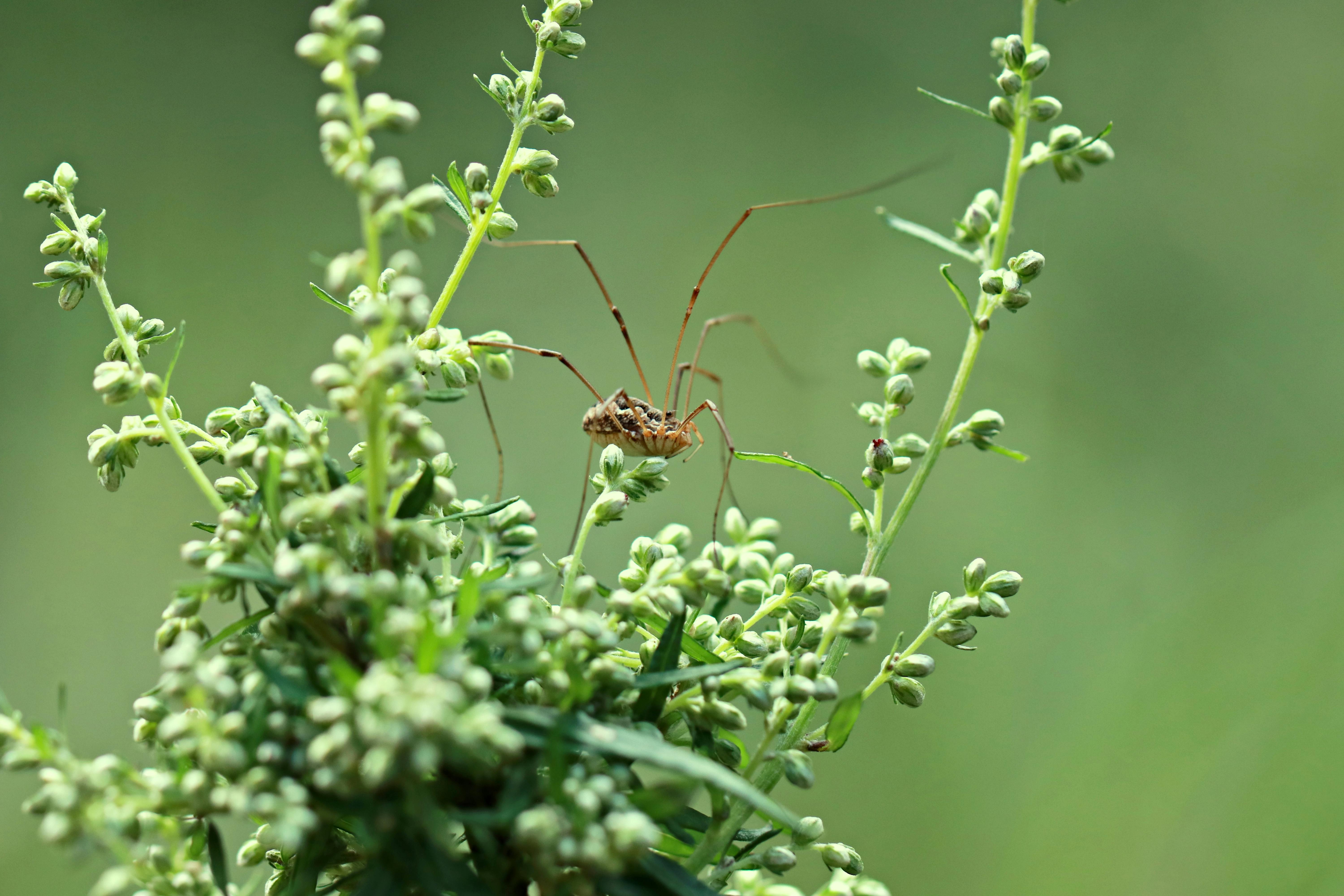 Close-Up Shot of a Spider · Free Stock Photo