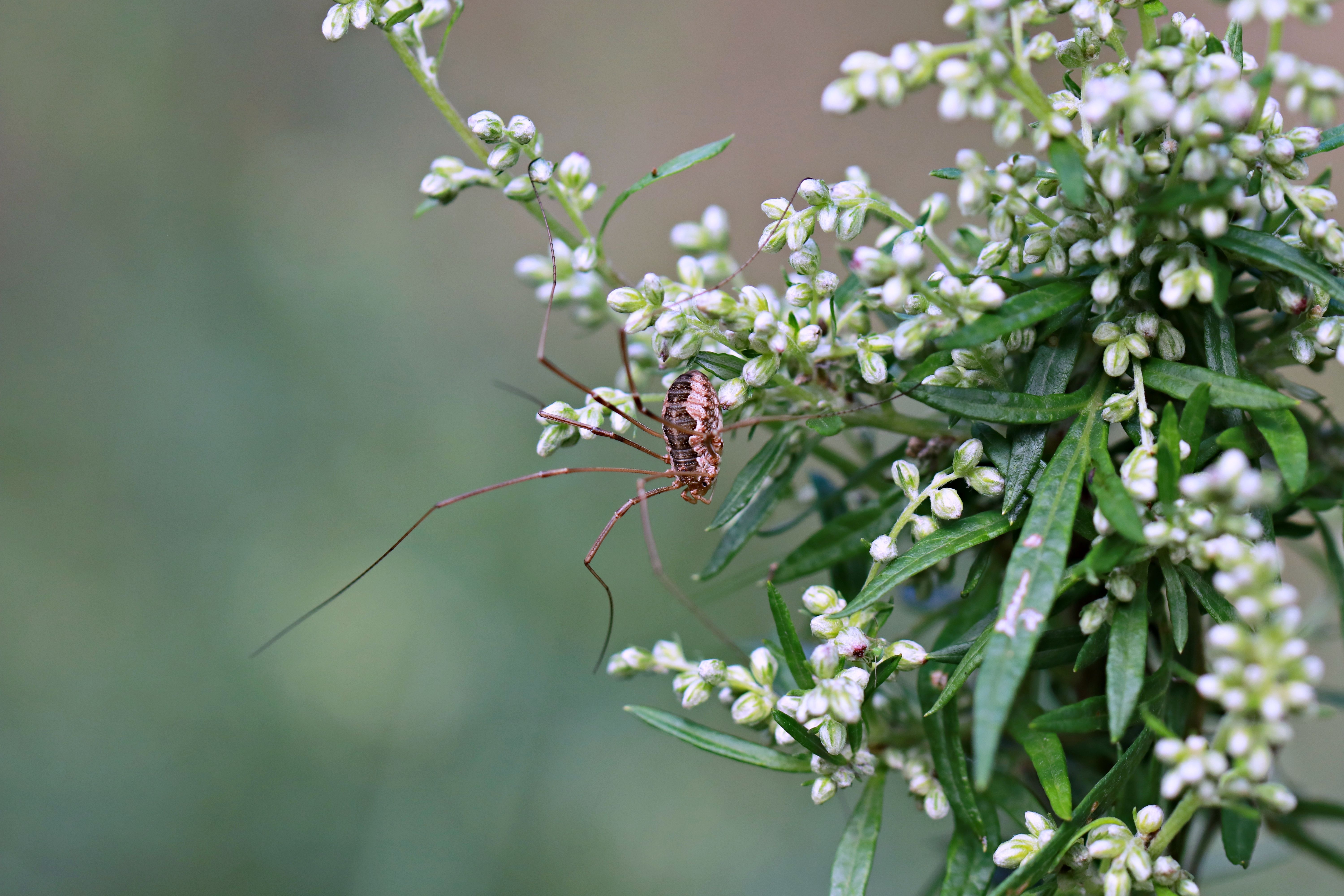 Harvestman on a Plant · Free Stock Photo