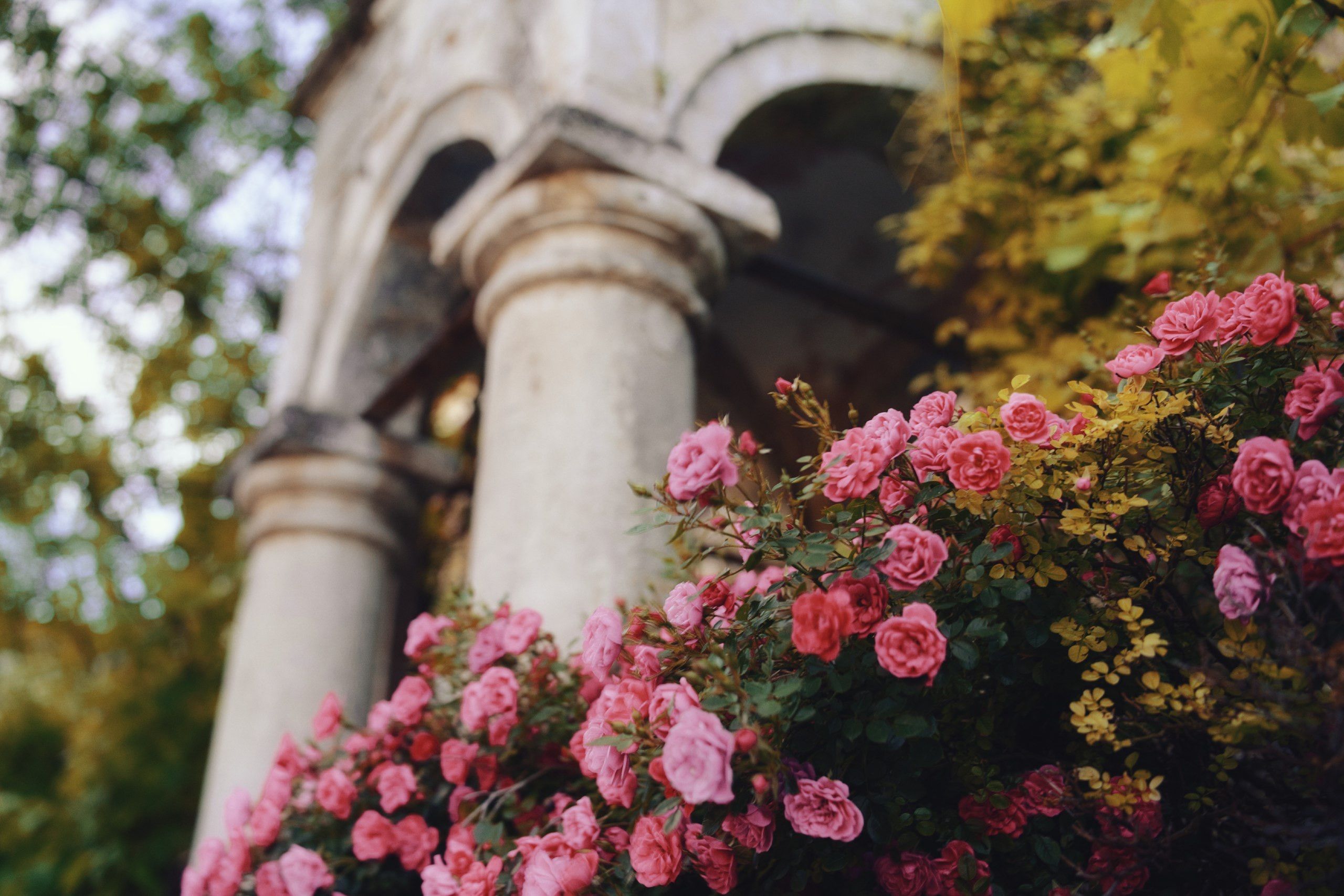 Low-Angle Shot of Blooming Pink Flowers · Free Stock Photo