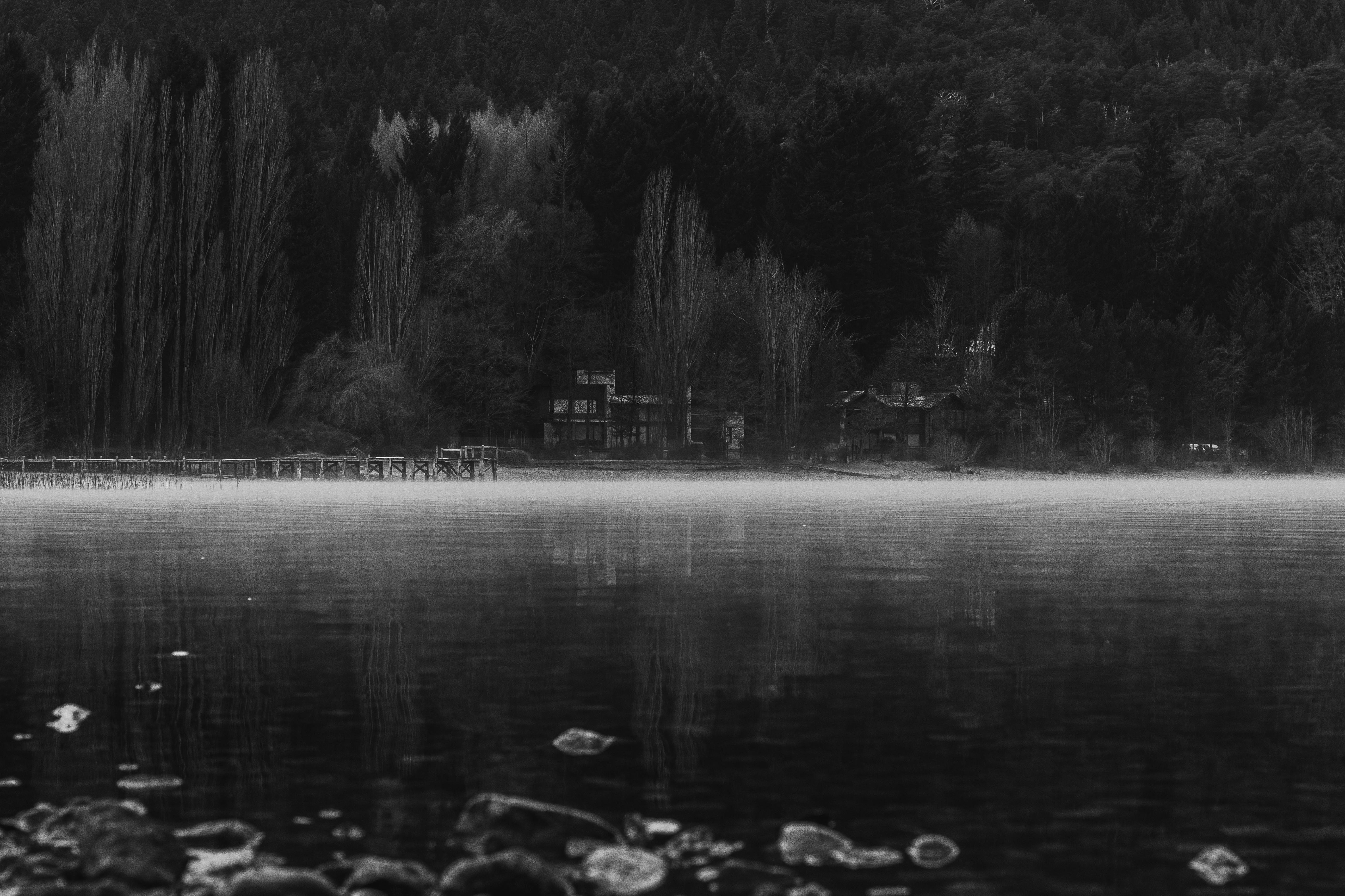 Grayscale Photo of River Near Trees · Free Stock Photo