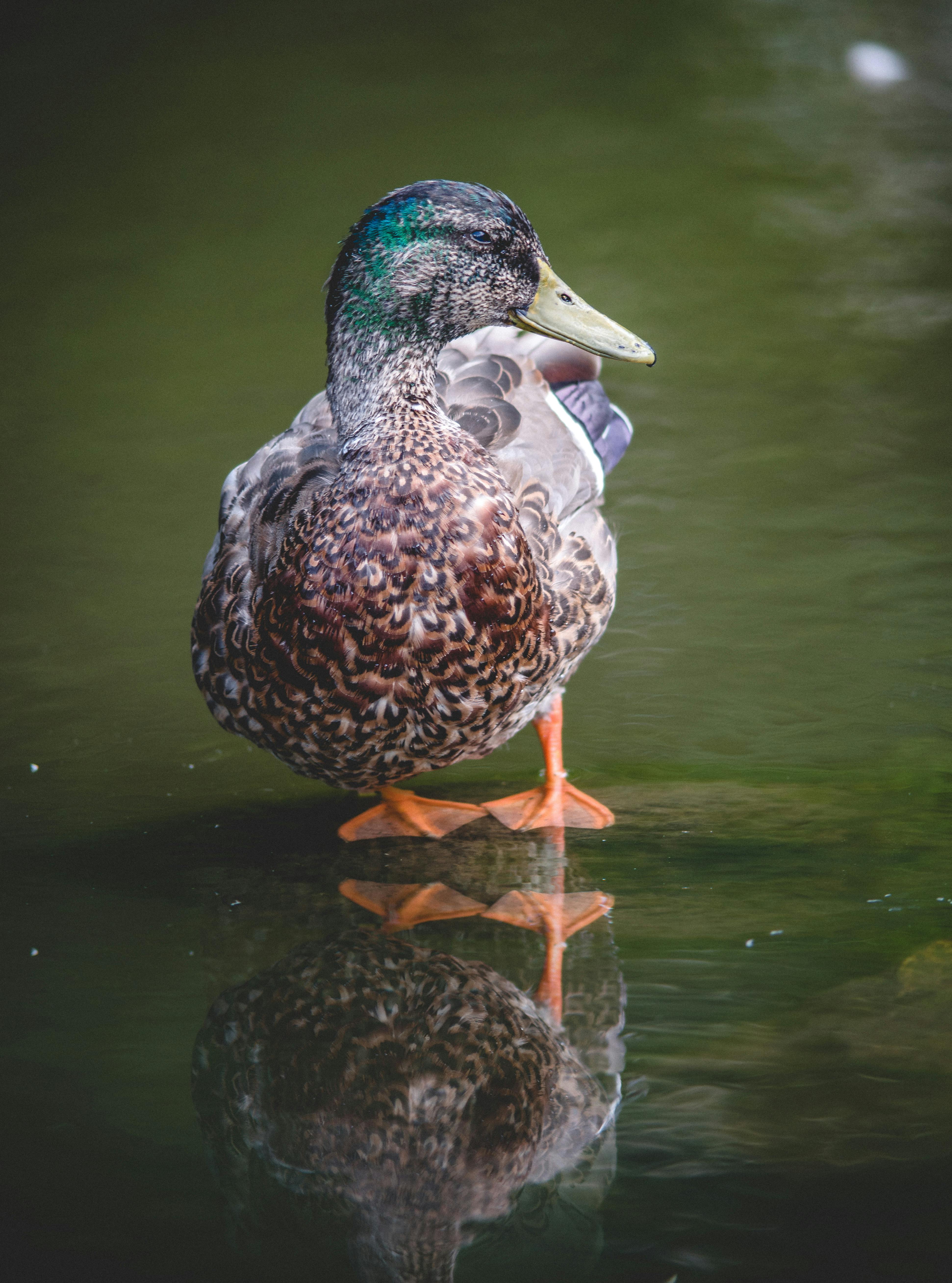 Disney Duck Photos, Download Free Disney Duck Stock Photos & HD Images