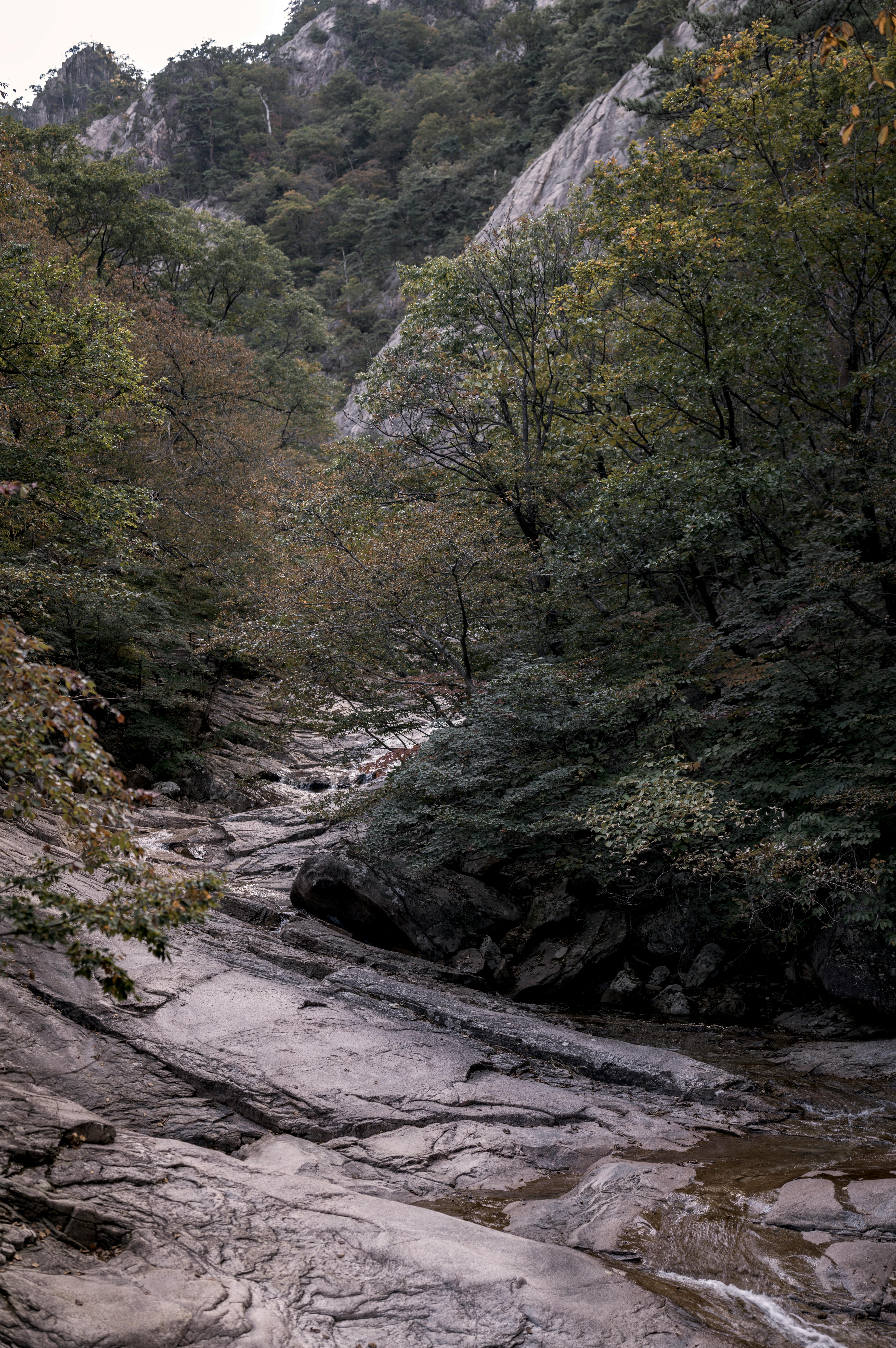 Green Trees and Big Rocks in the Forest · Free Stock Photo