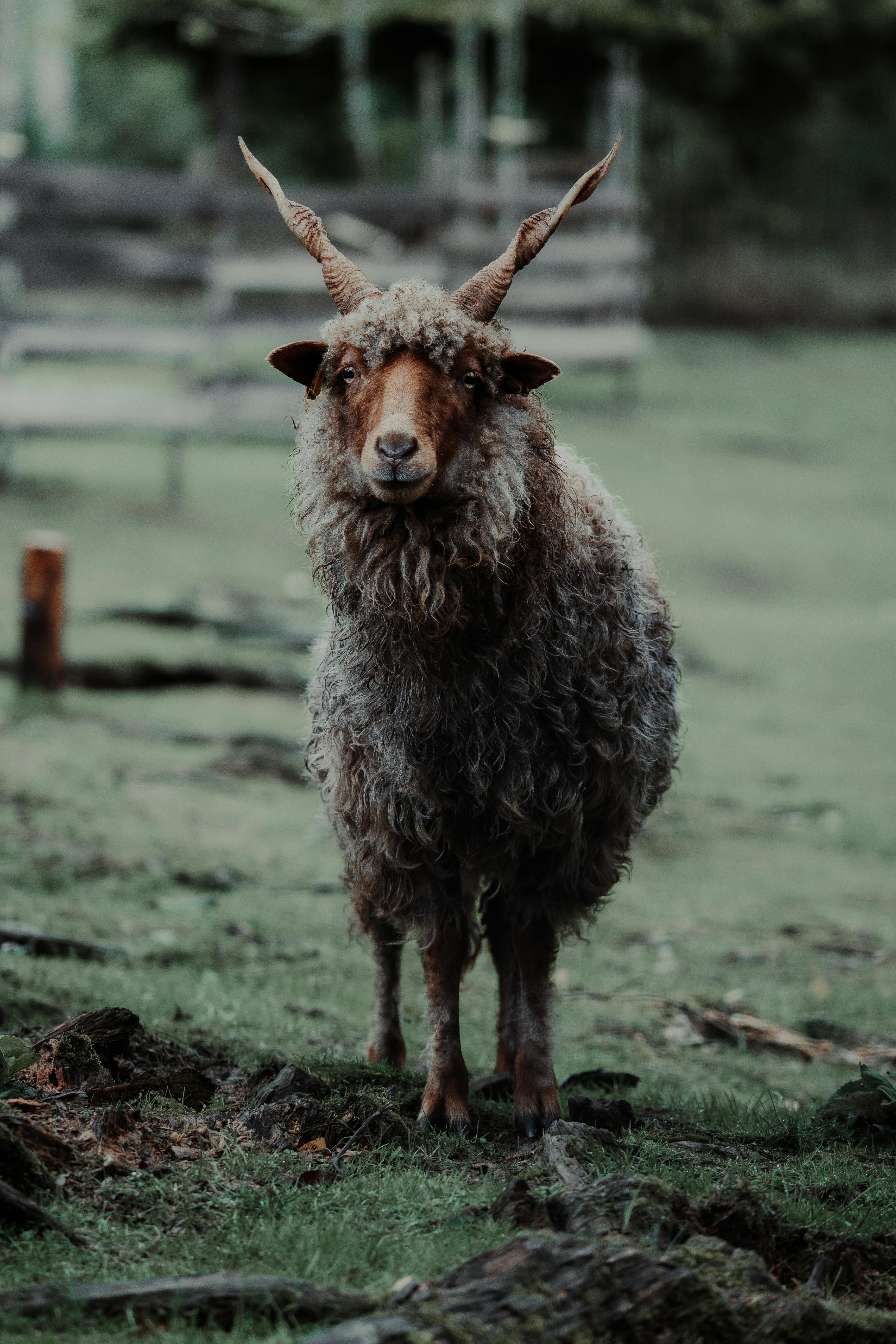 Portrait of a Racka Sheep Standing Outdoors · Free Stock Photo