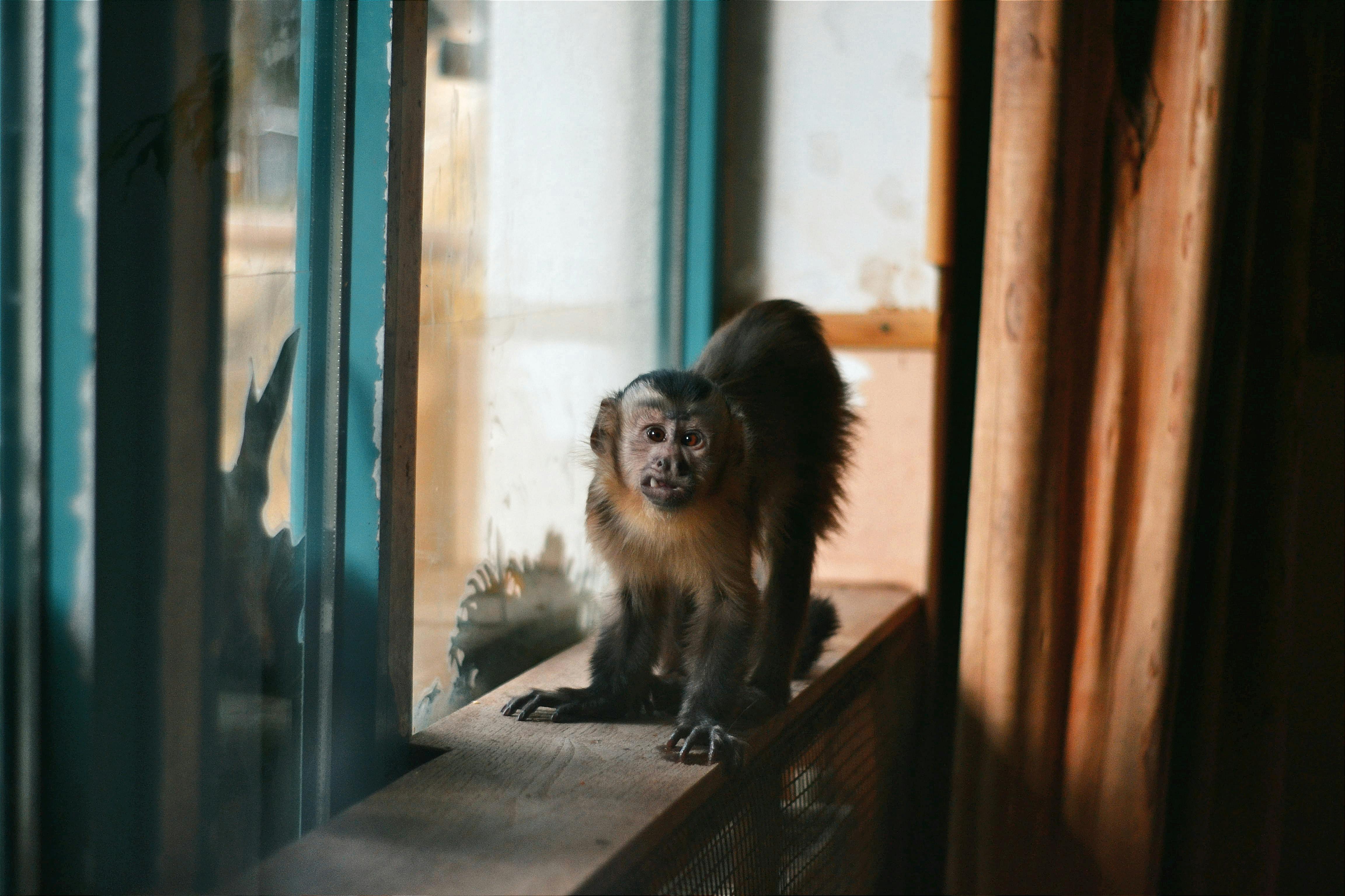 Monkey near Window · Free Stock Photo