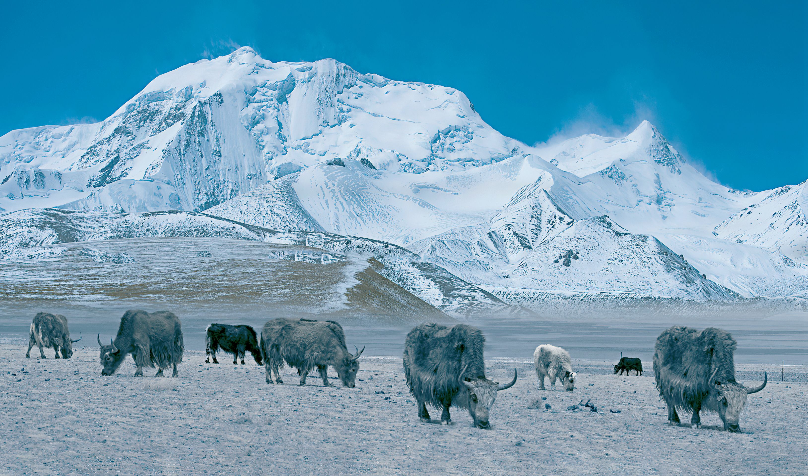 Yaks With Load Photos, Download Free Yaks With Load Stock Photos & HD ...
