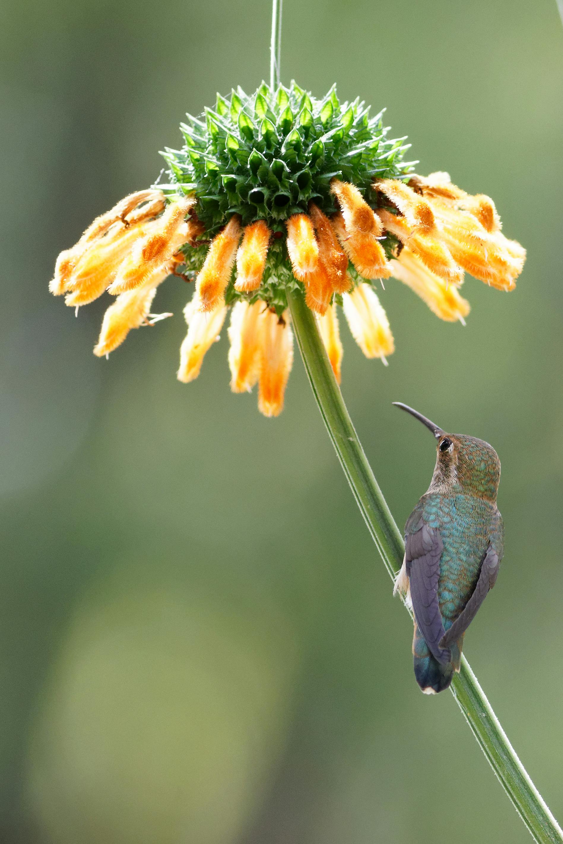Hummingbird on Flower · Free Stock Photo