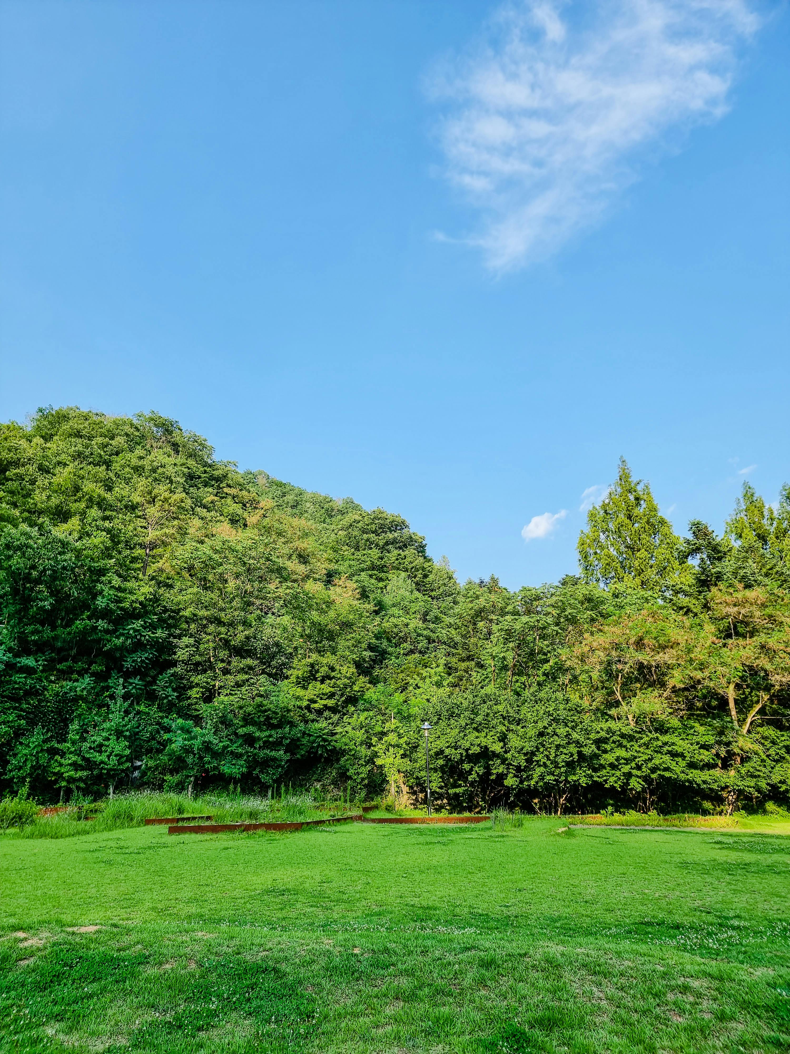 Green Grass Field Surrounded by Green Trees Under Blue Sky · Free Stock ...