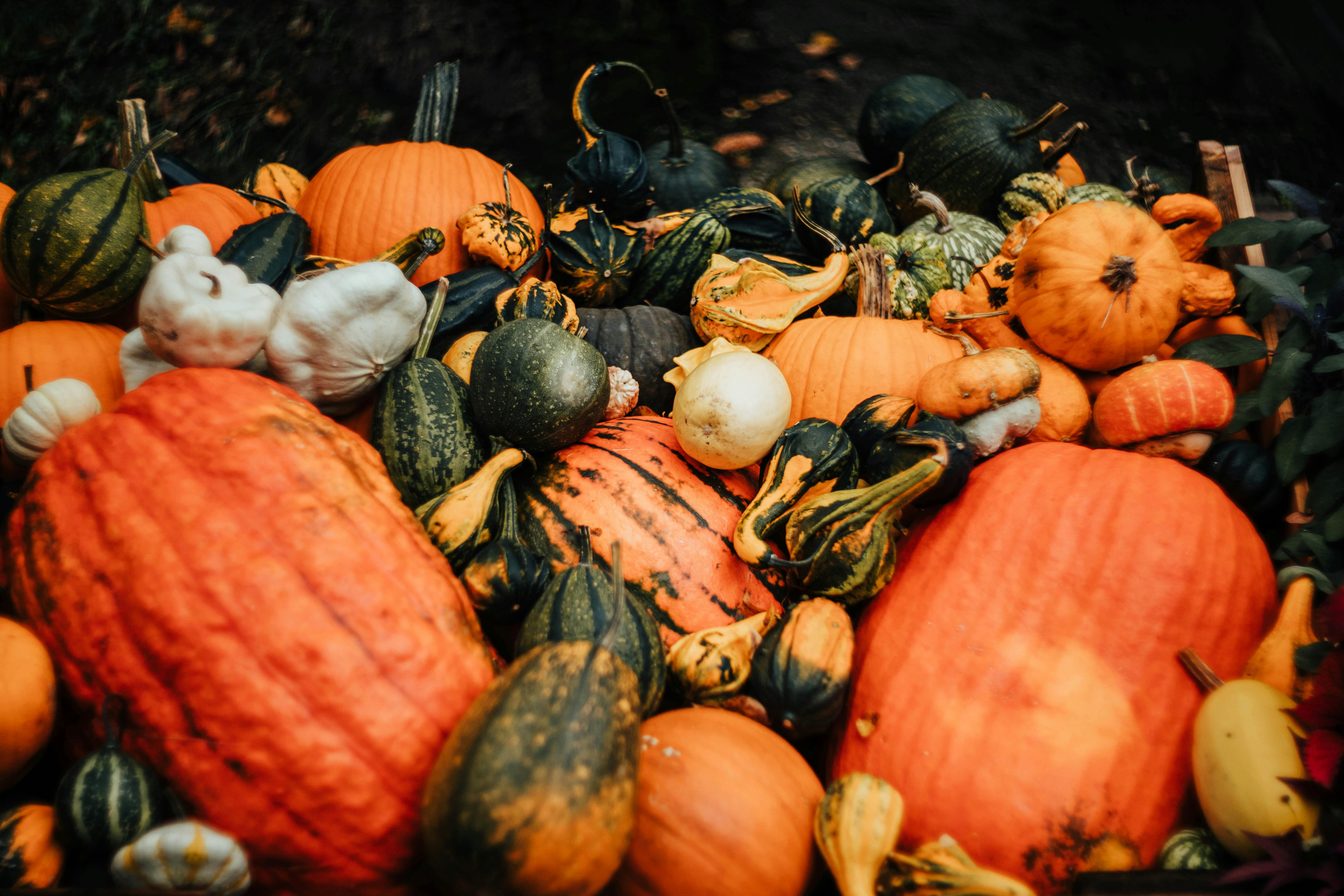 Clusters Of Pumpkin Scattered In The Field · Free Stock Photo