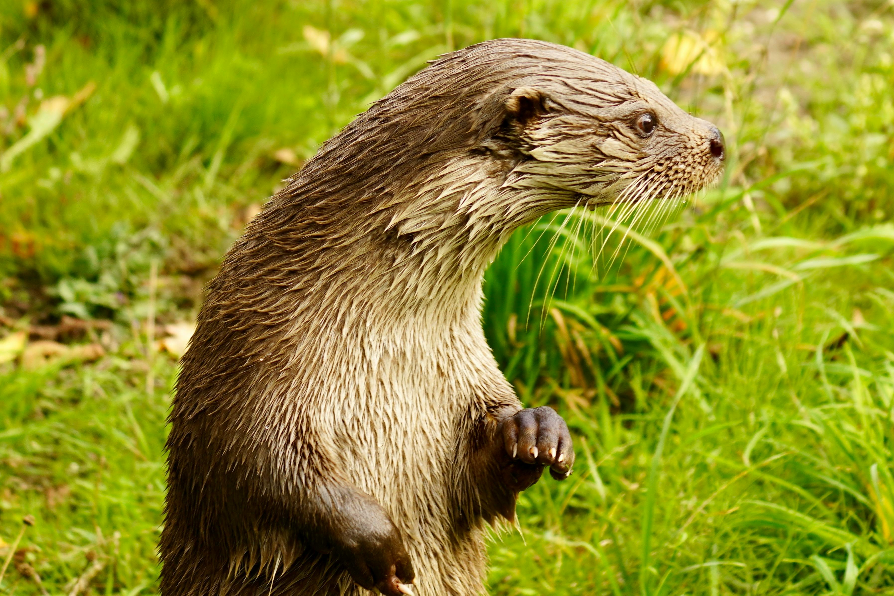 A Brown Otter Swimming while Looking at the Camera · Free Stock Photo