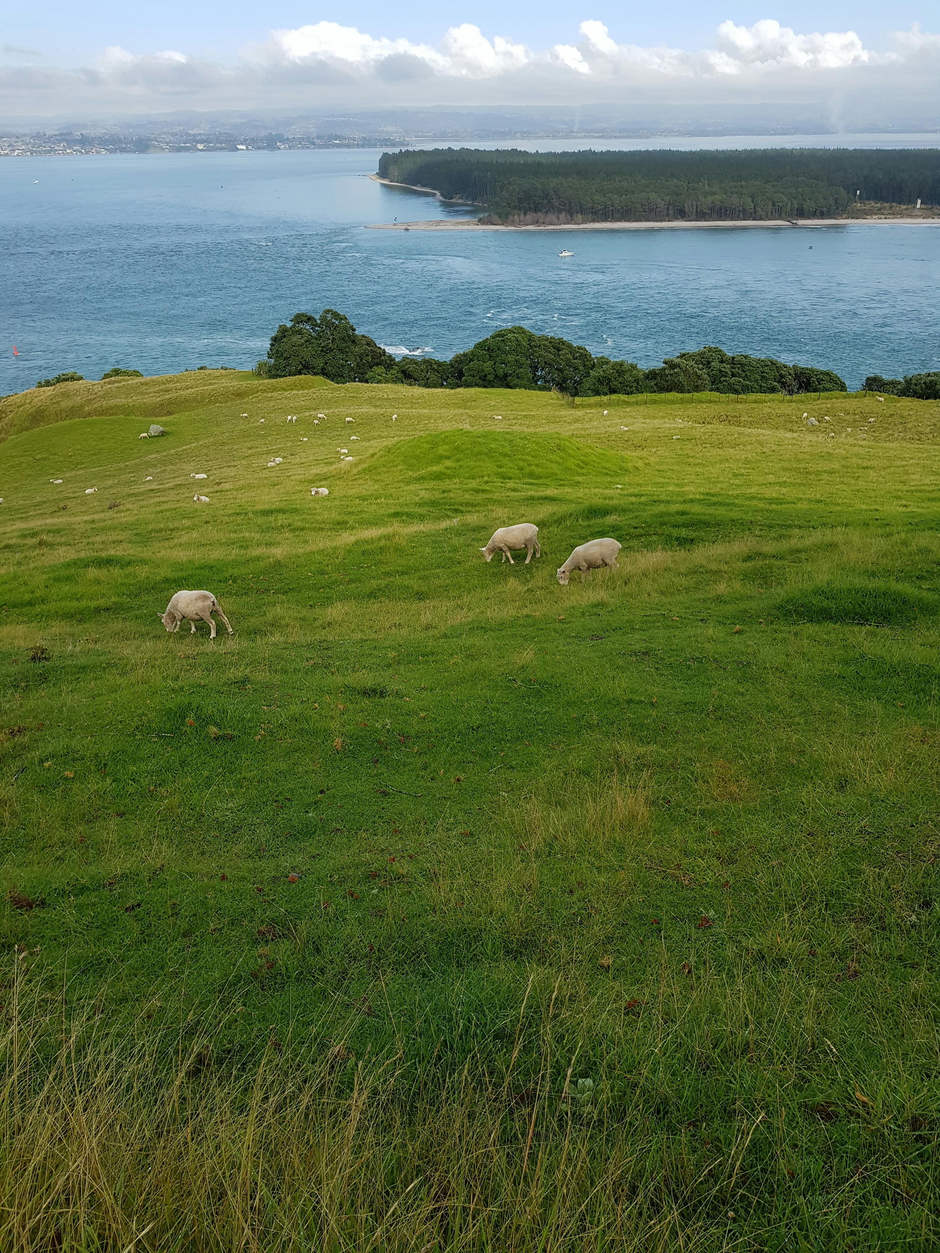 Livestock Grazing in Green Field near Sea · Free Stock Photo