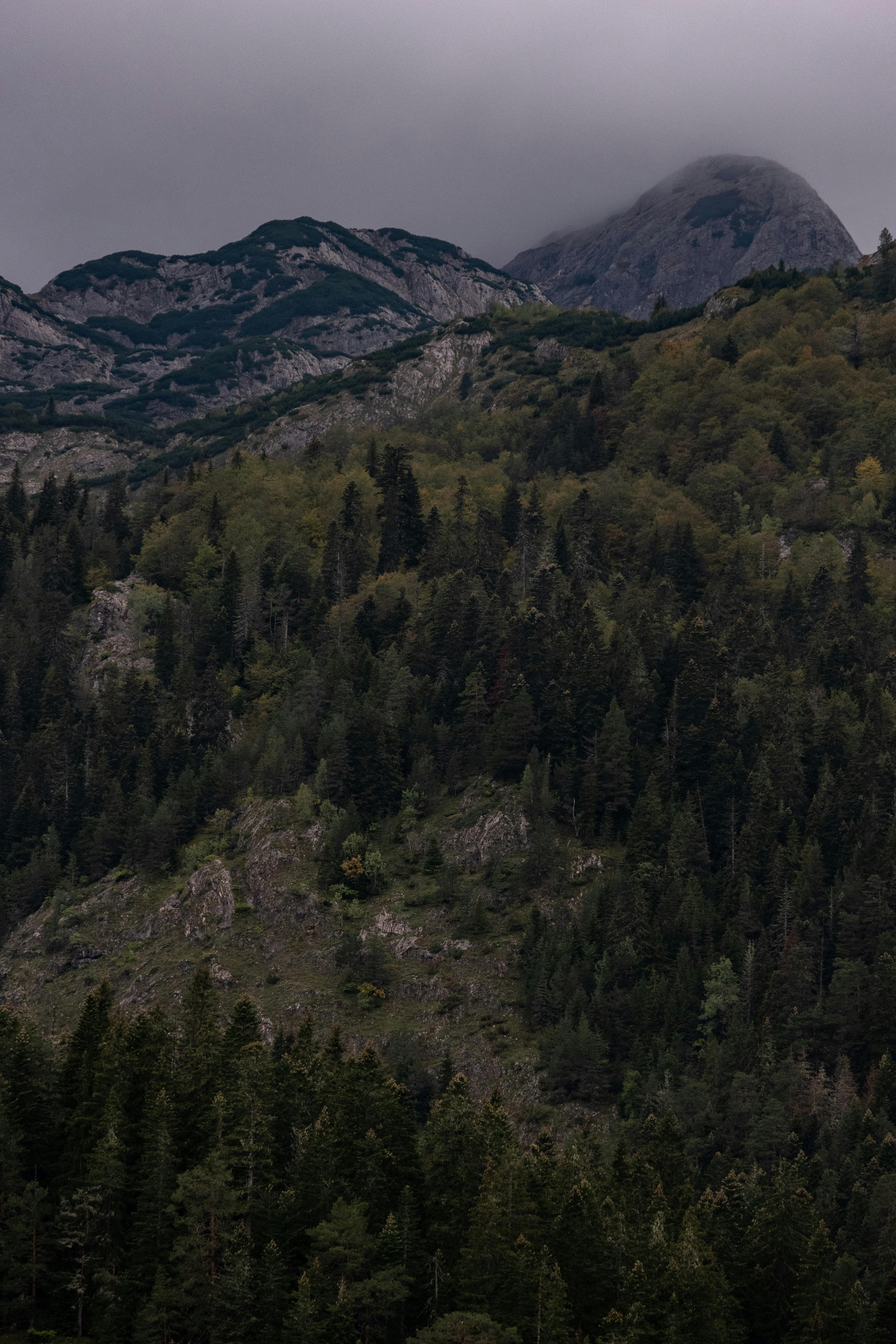 Trees on Mountainside · Free Stock Photo