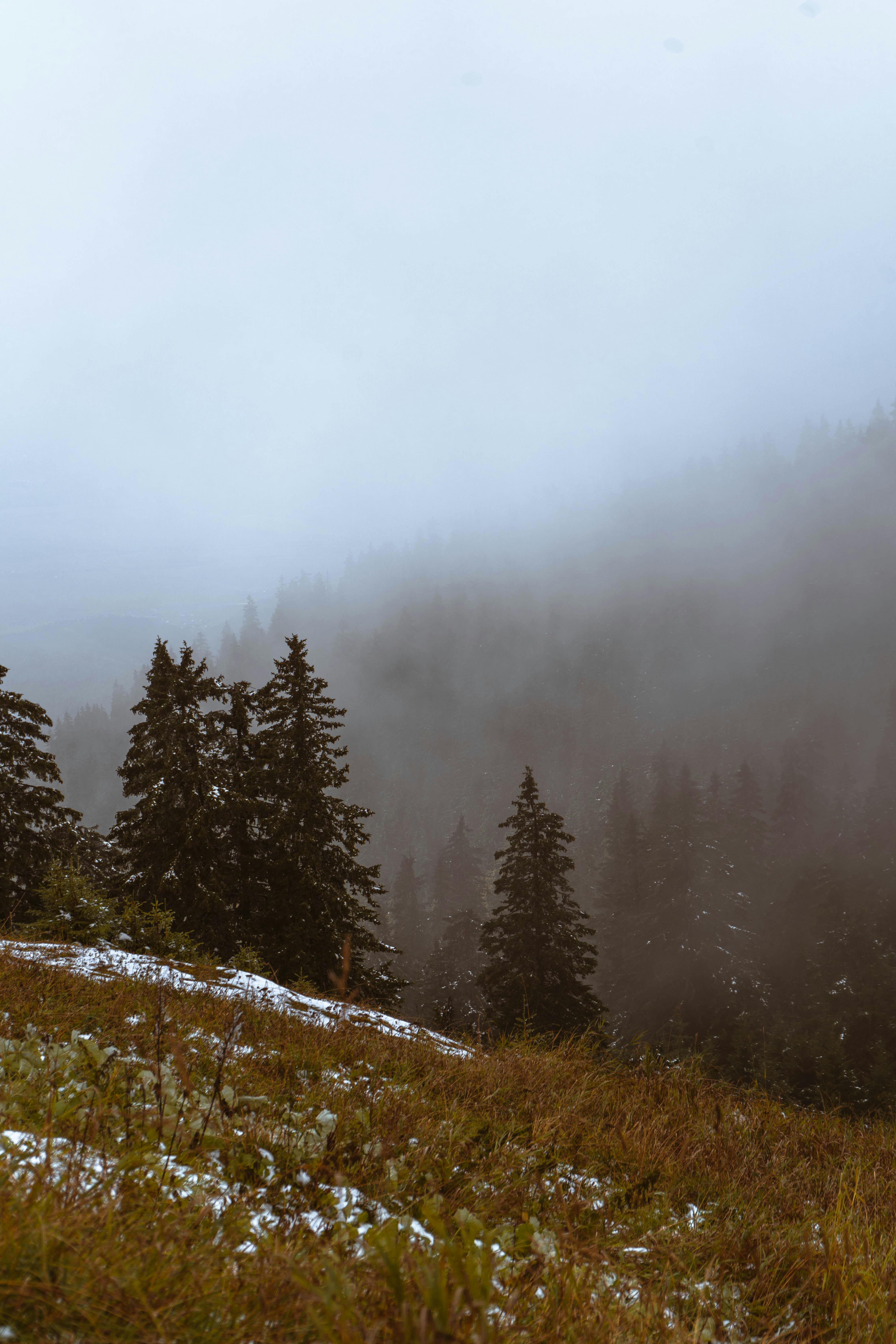 Pine Trees Growing on Hill in Mountains in Fog · Free Stock Photo