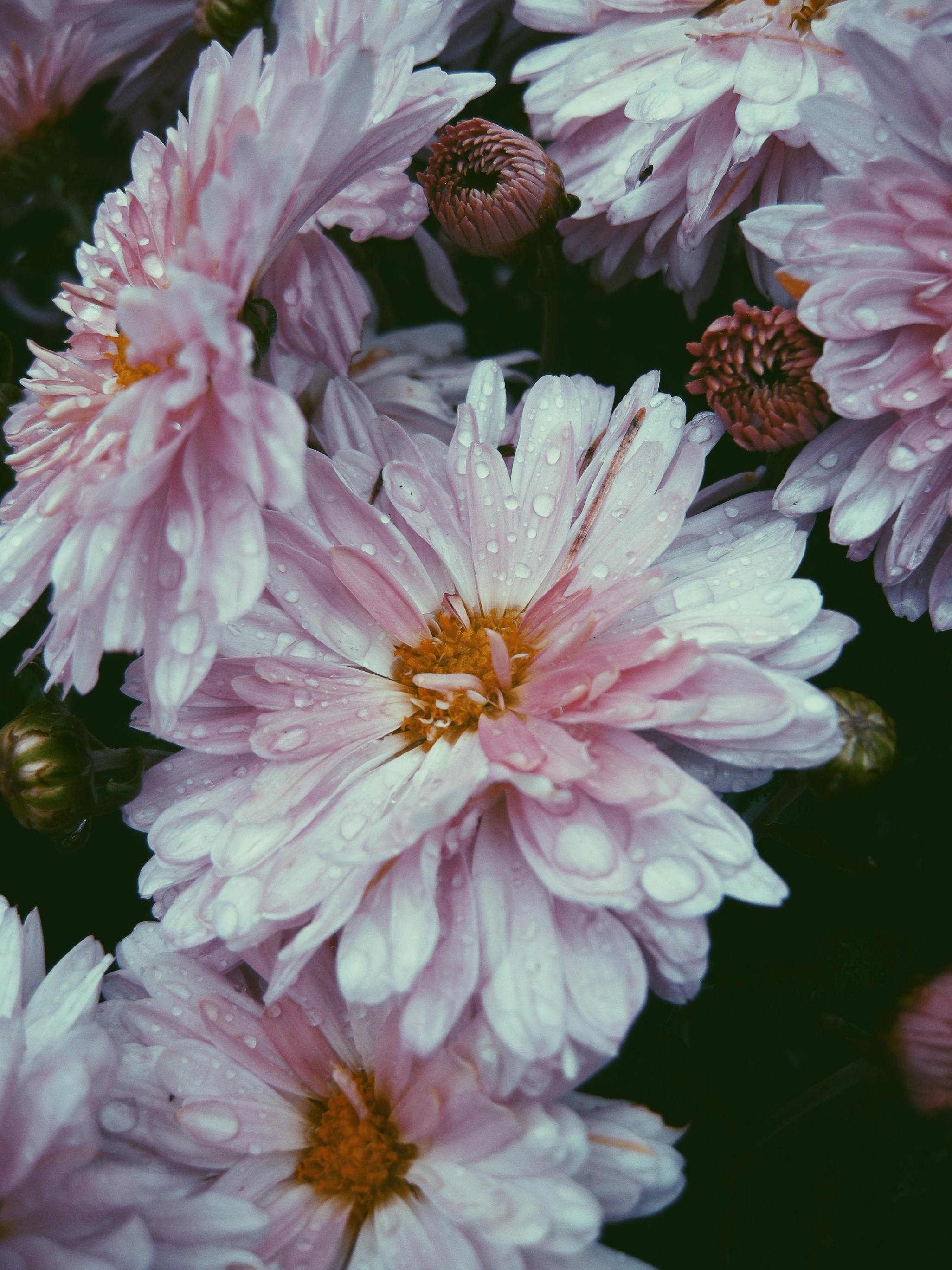 Close Up Shot of Flowers · Free Stock Photo