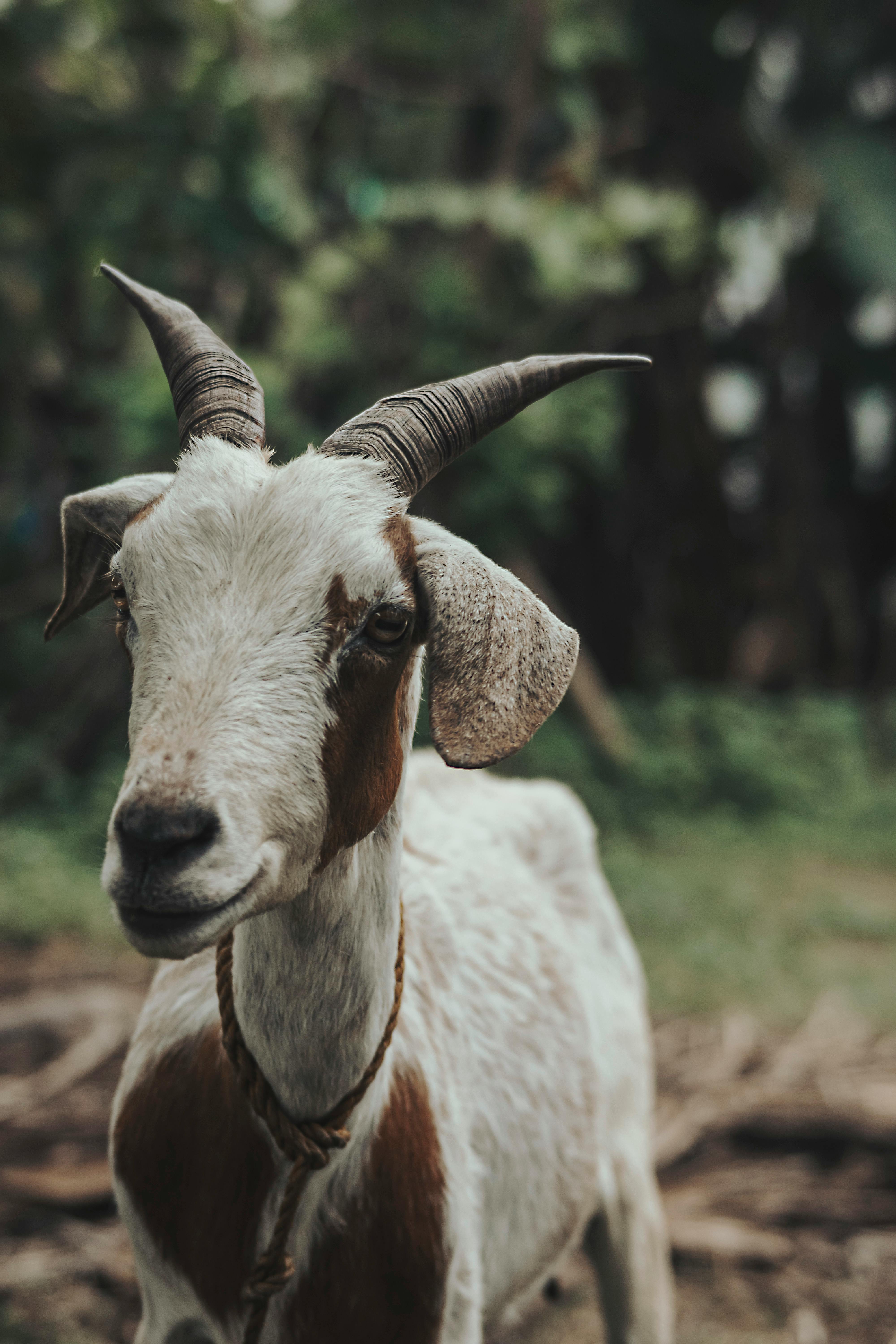 Close Up Photo of a Goat · Free Stock Photo