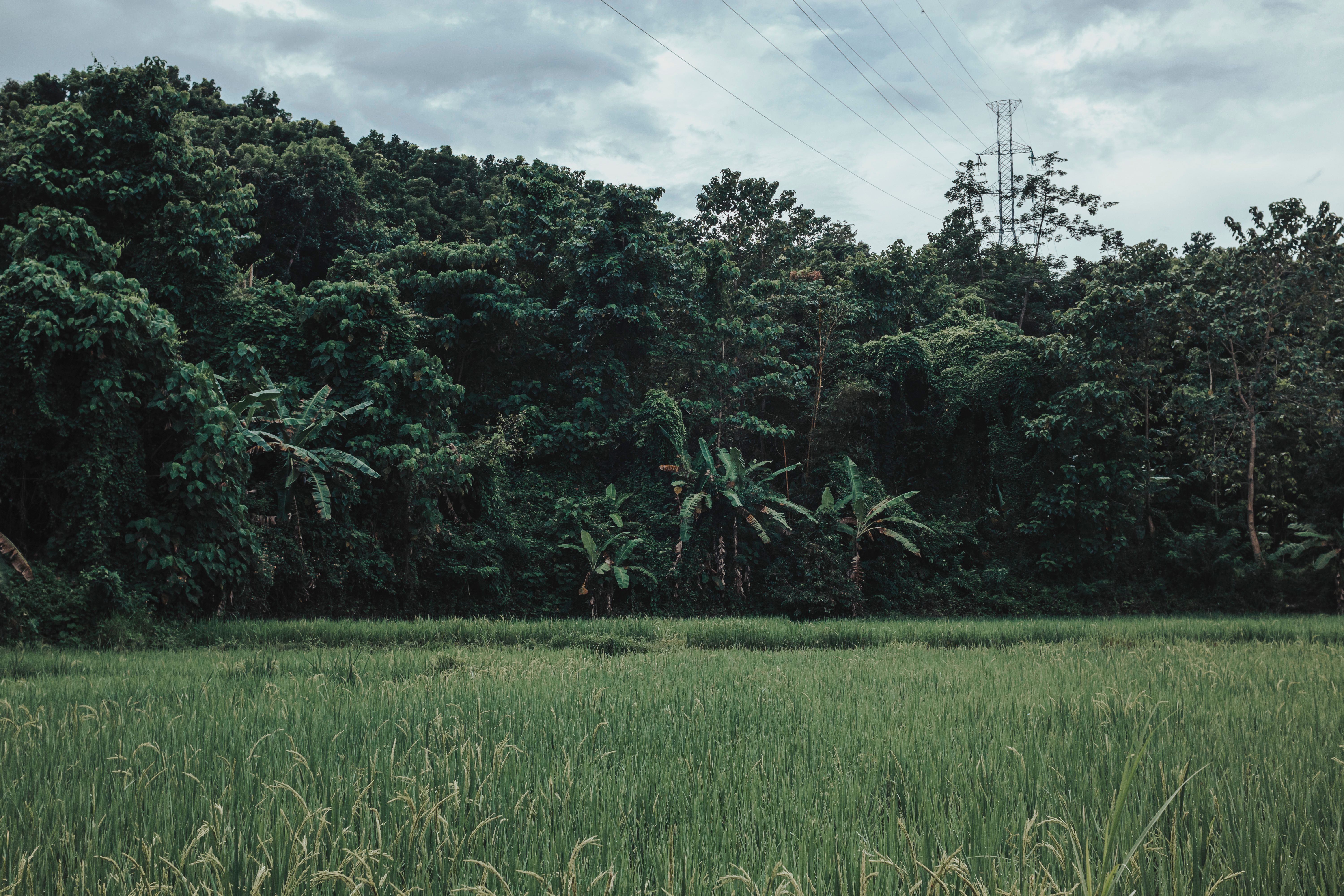 Mud on Ground in Dense Forest · Free Stock Photo