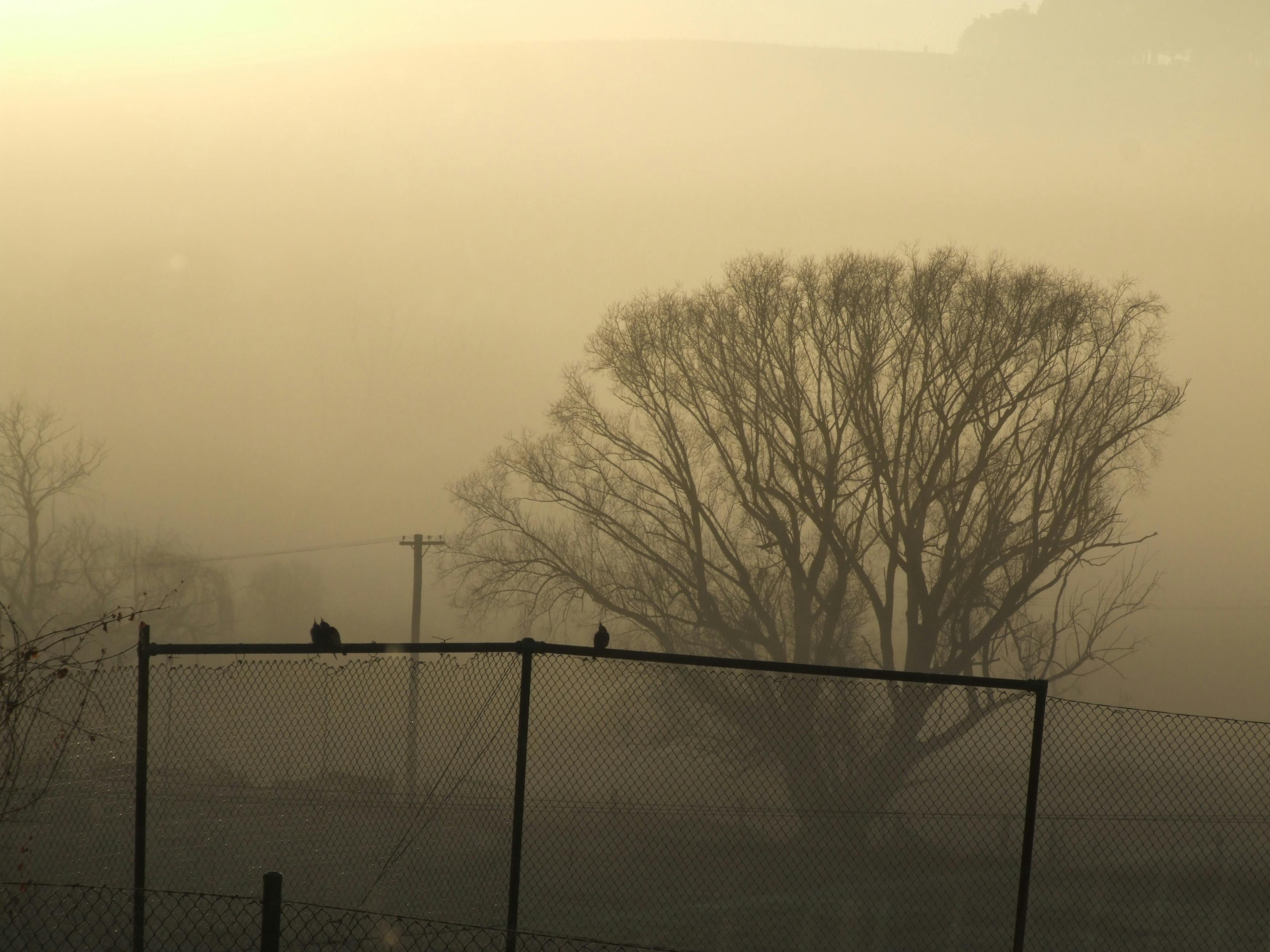 Strom Rain Birds Photos, Download Free Strom Rain Birds Stock Photos ...