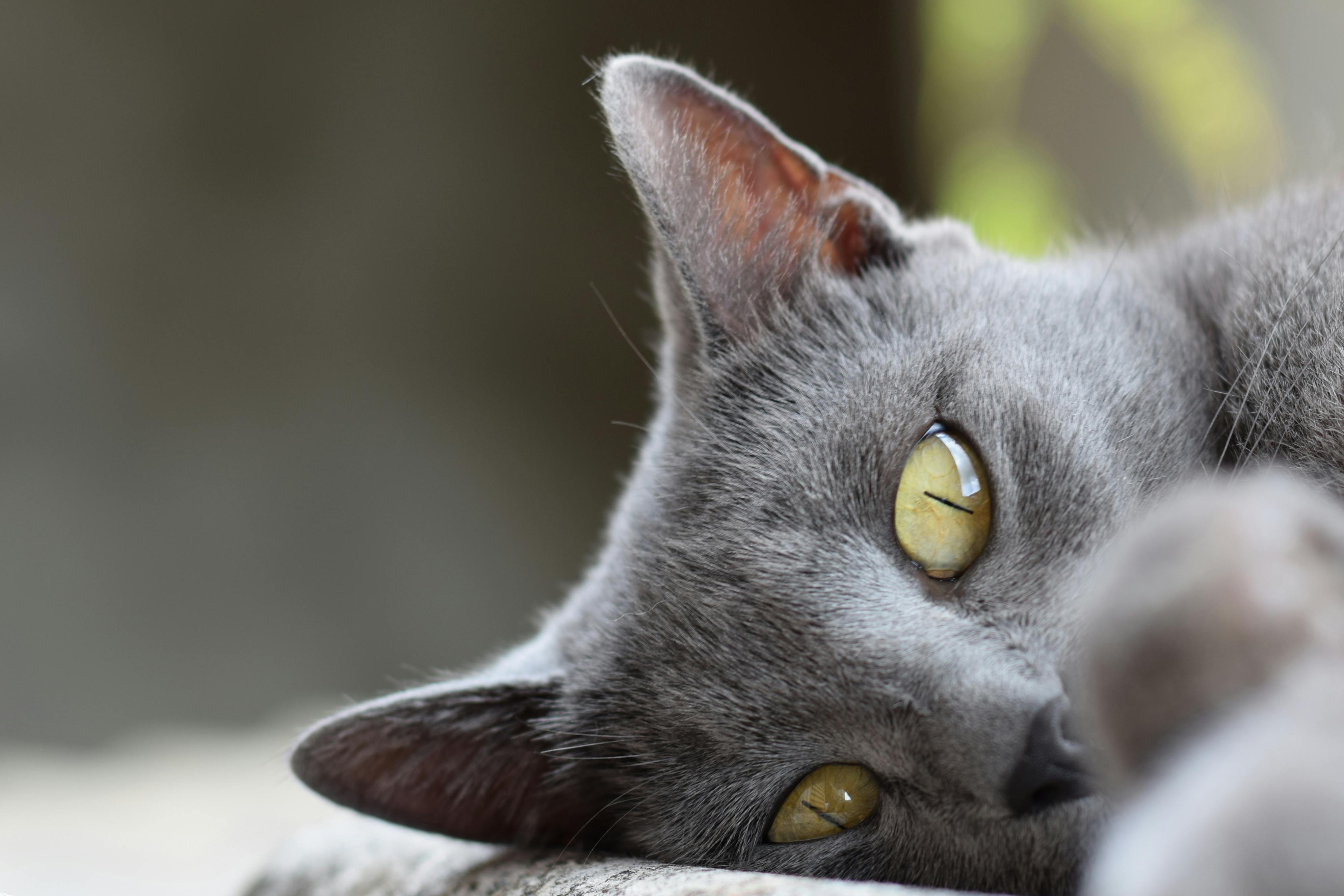 Chartreux Photos, Download The BEST Free Chartreux Stock Photos & HD Images