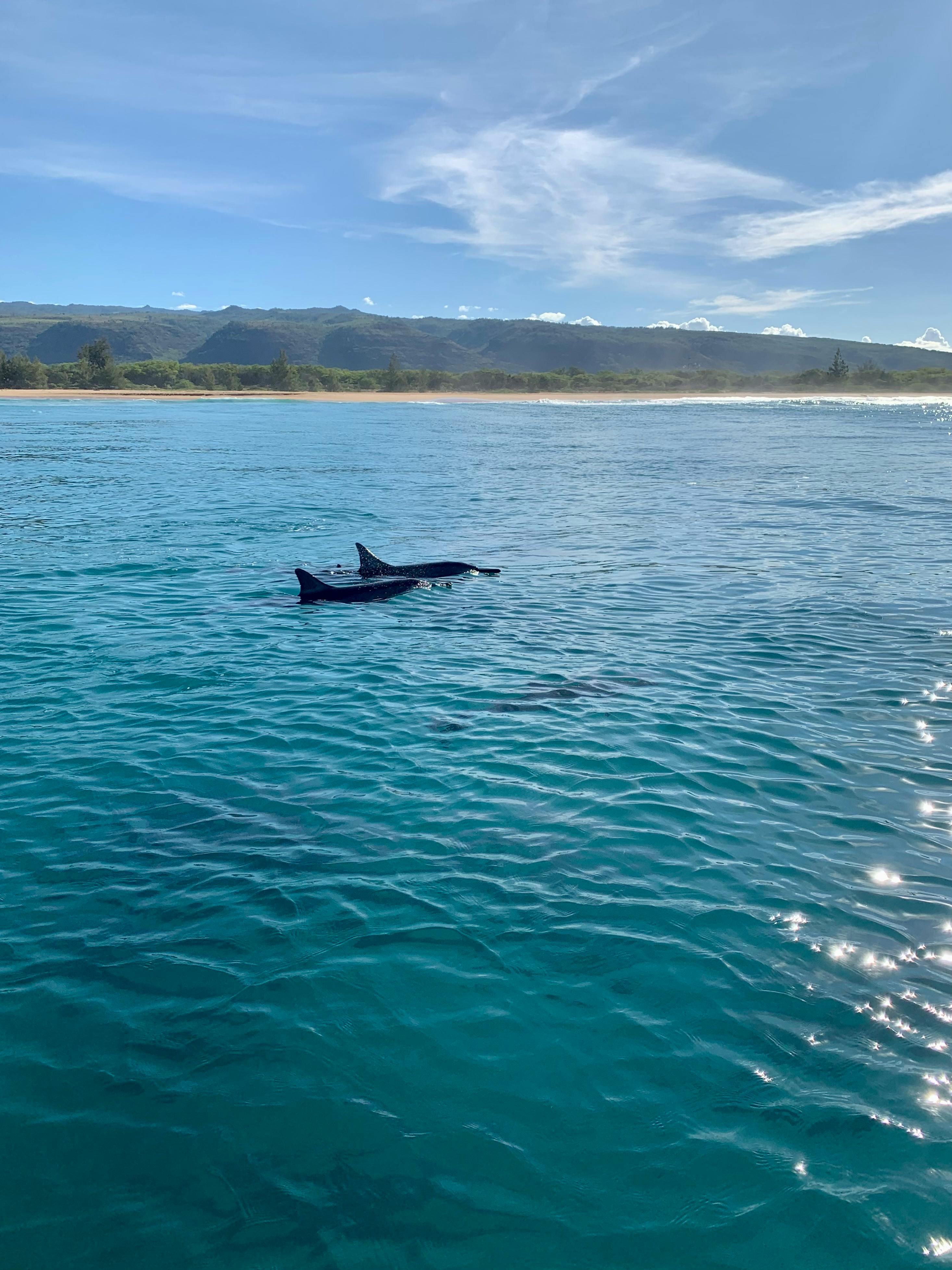 Dolphins Swimming in Sea · Free Stock Photo