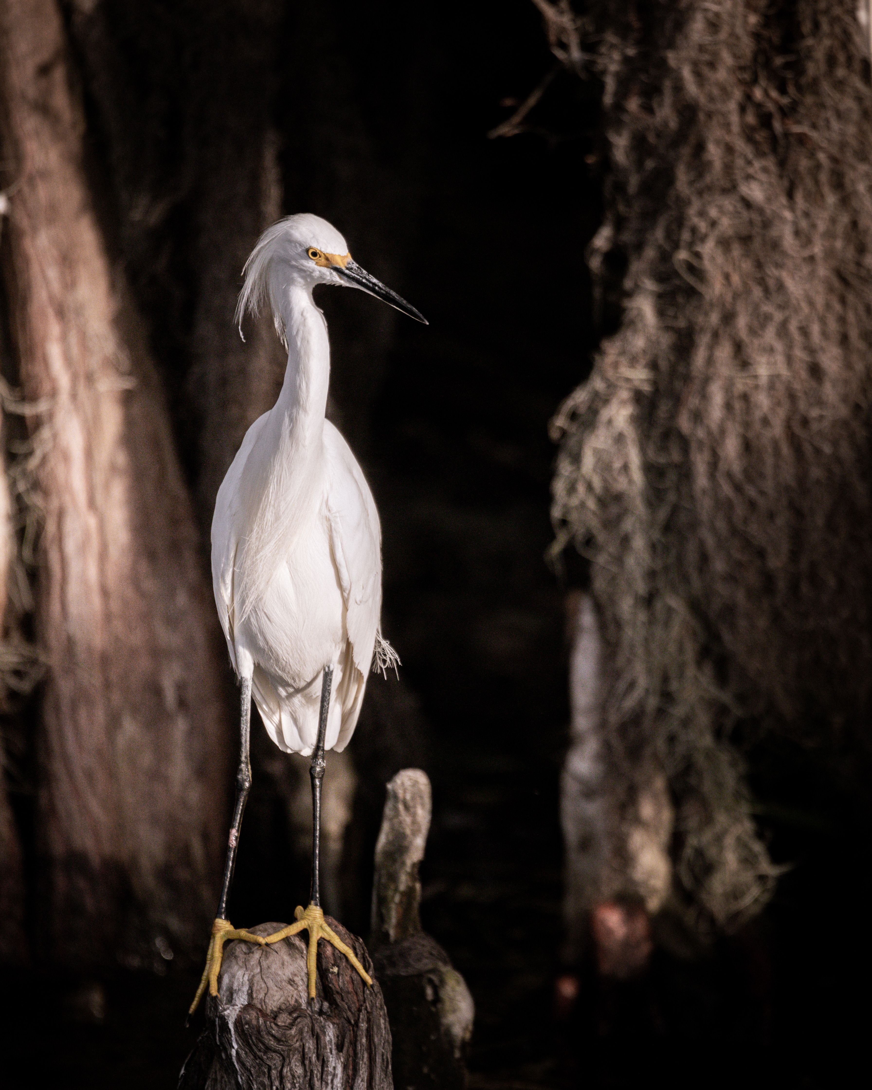 White Egret Standing on Piece of Wood · Free Stock Photo