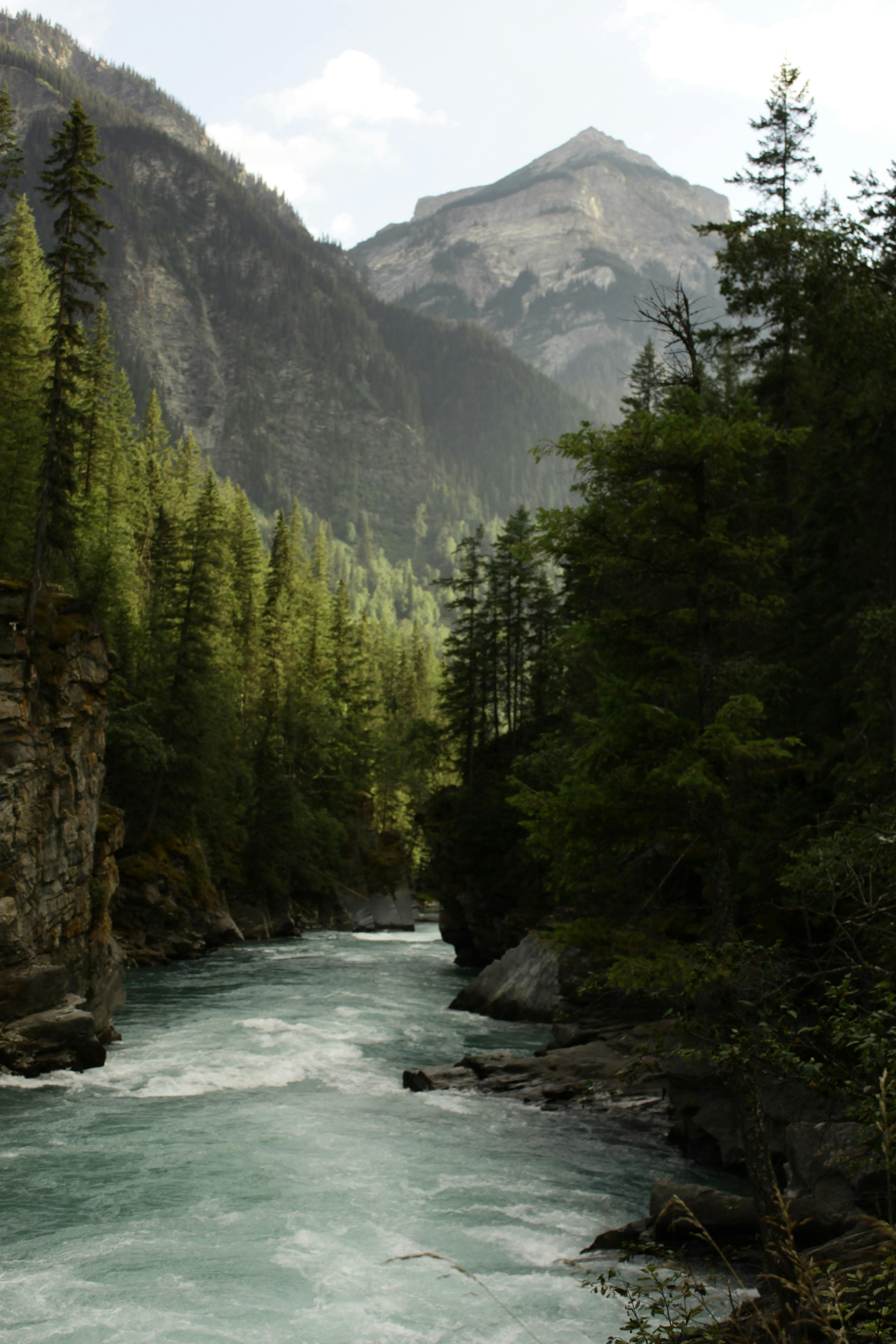 Green Trees Near River · Free Stock Photo