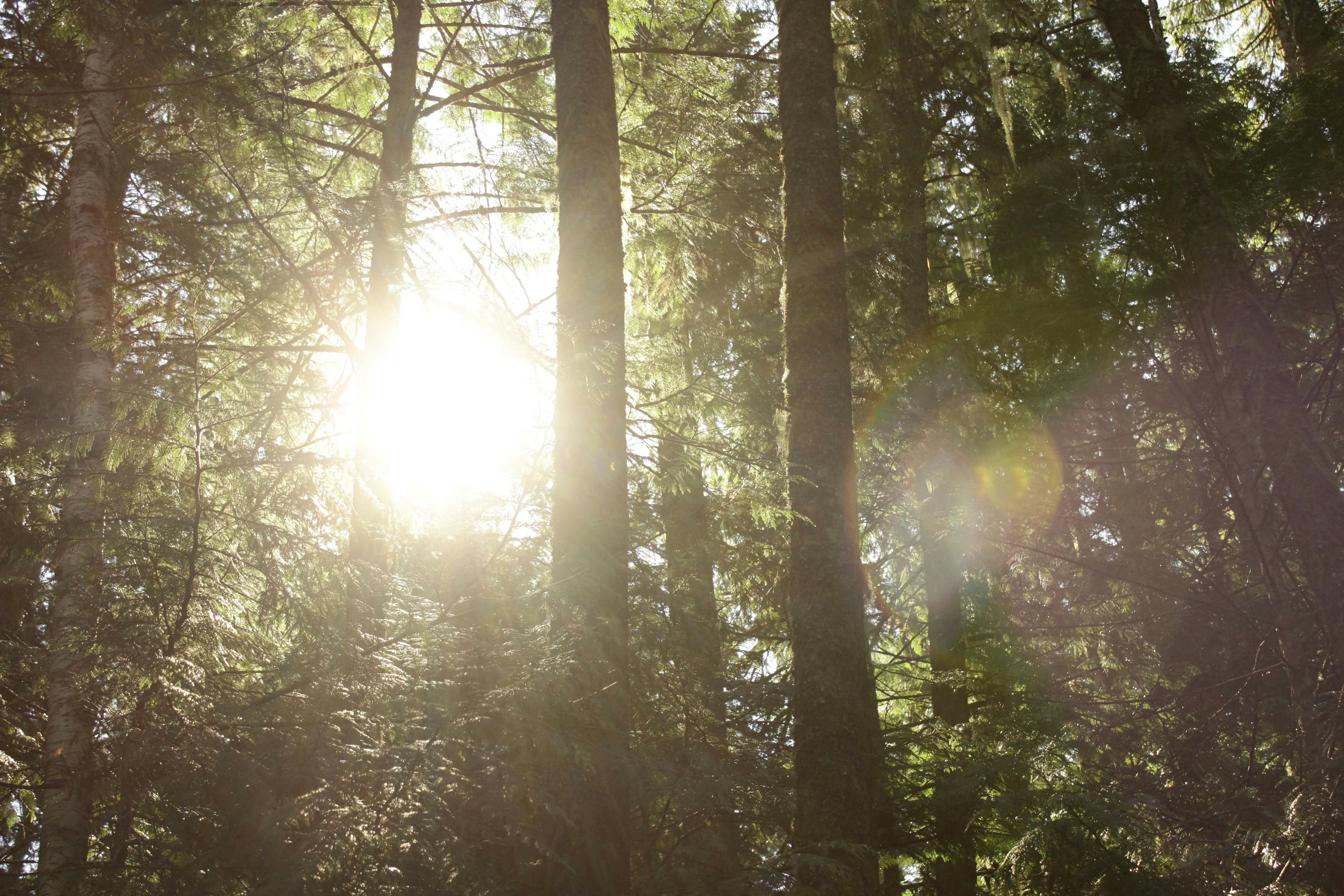 Photo of Trees in the Woods · Free Stock Photo