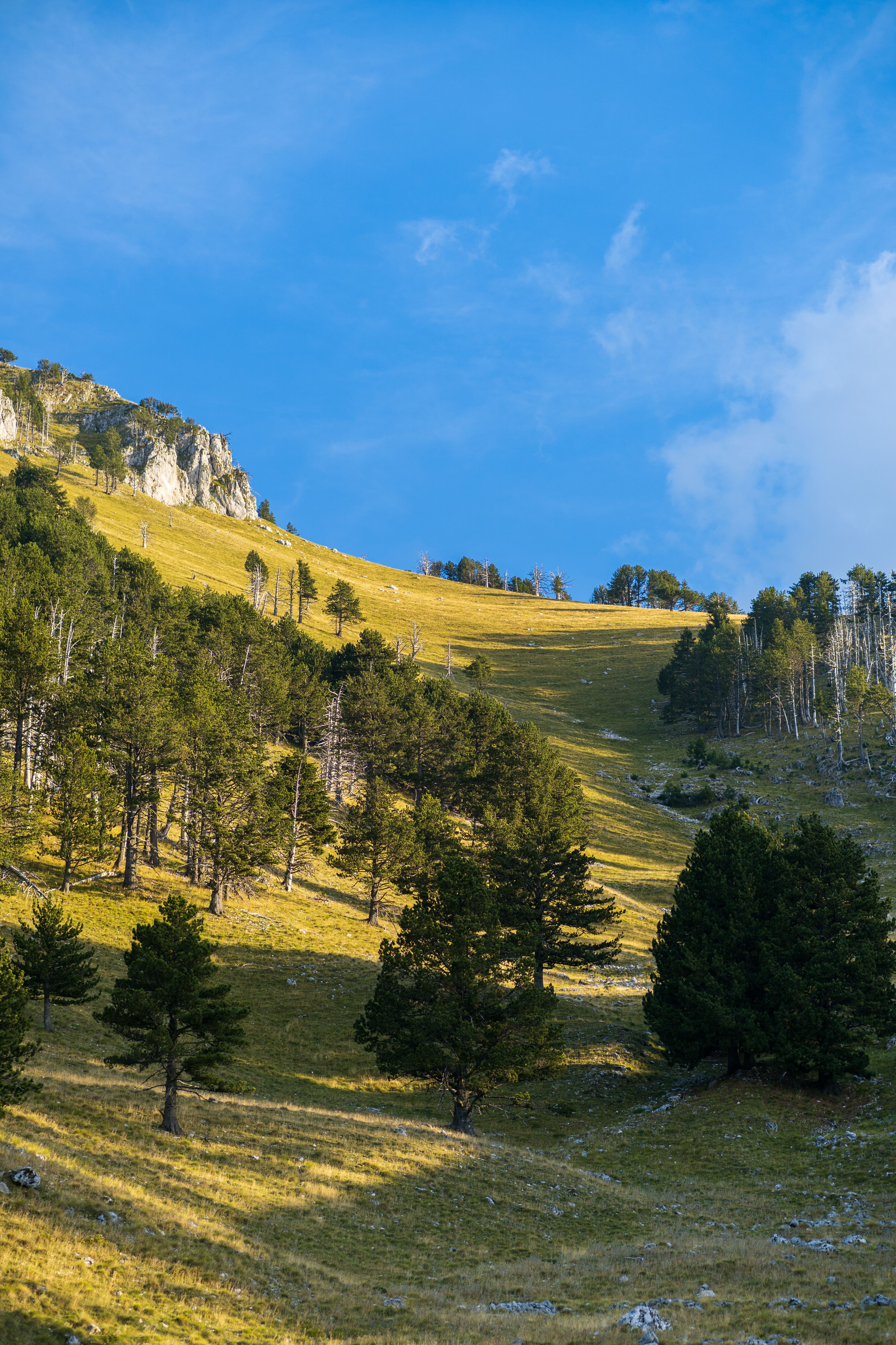 Meadow and Conifer Trees on Mountainside · Free Stock Photo