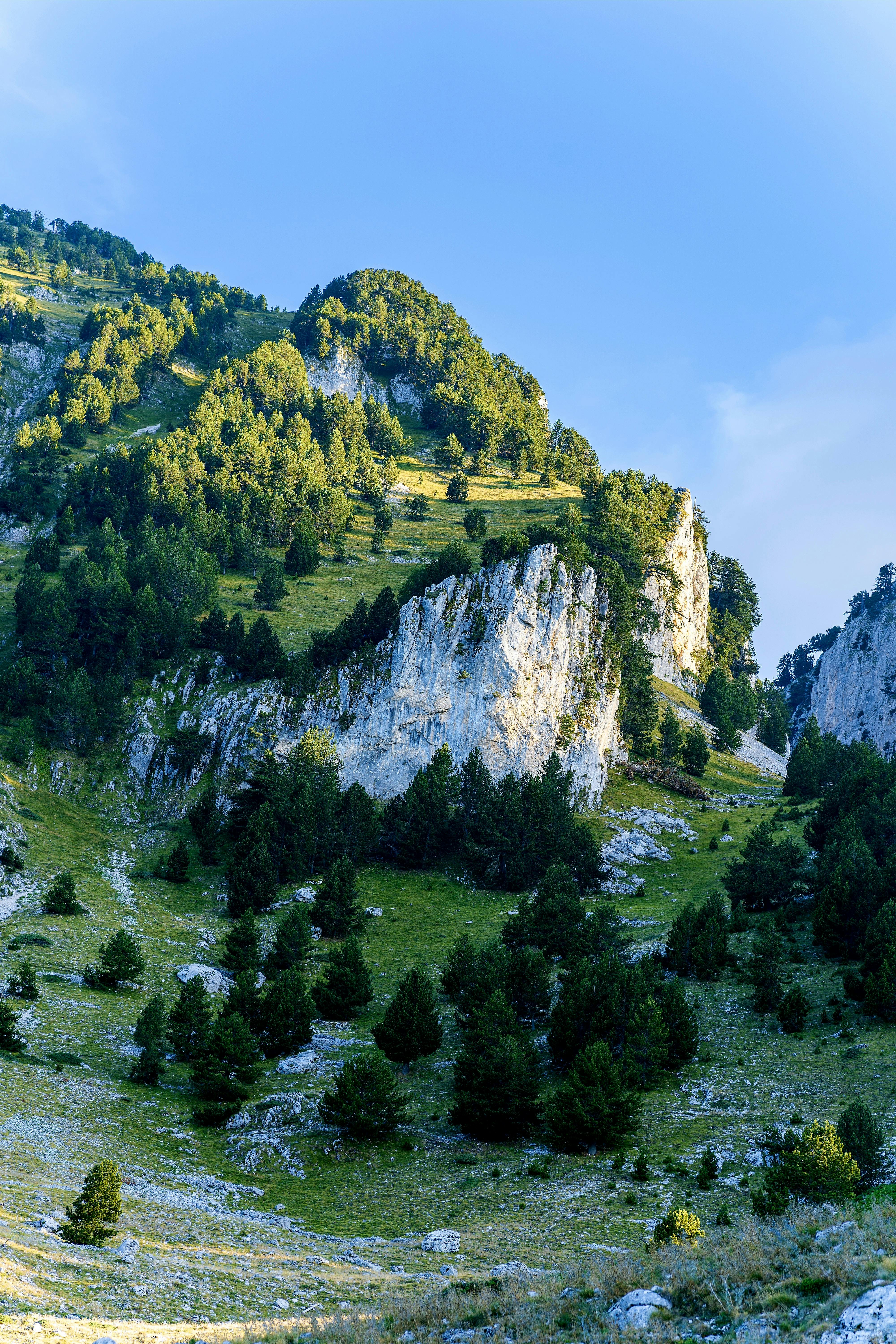 Trees Growing on Rocky Mountain Side · Free Stock Photo