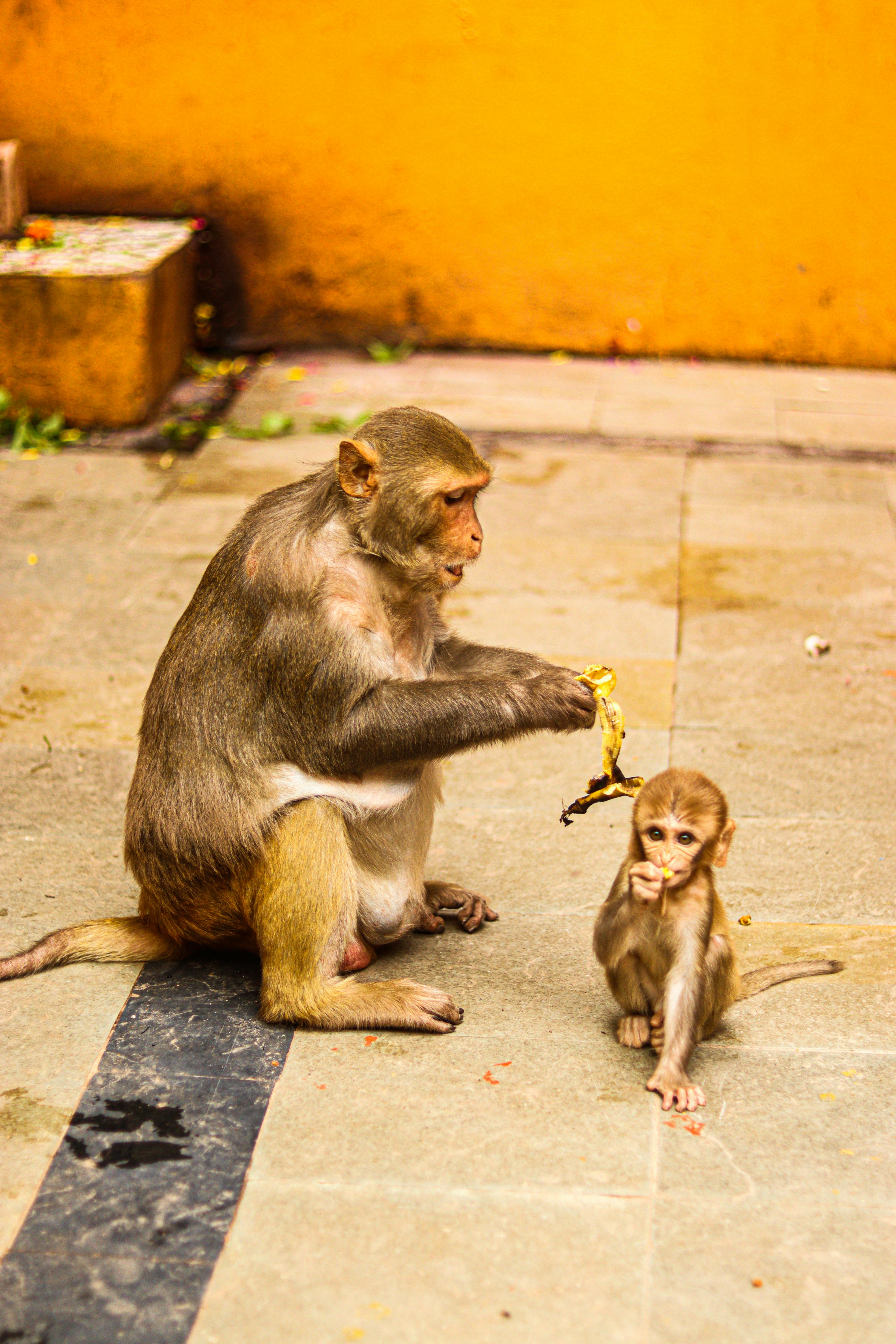 Monkeys Eating Banana · Free Stock Photo