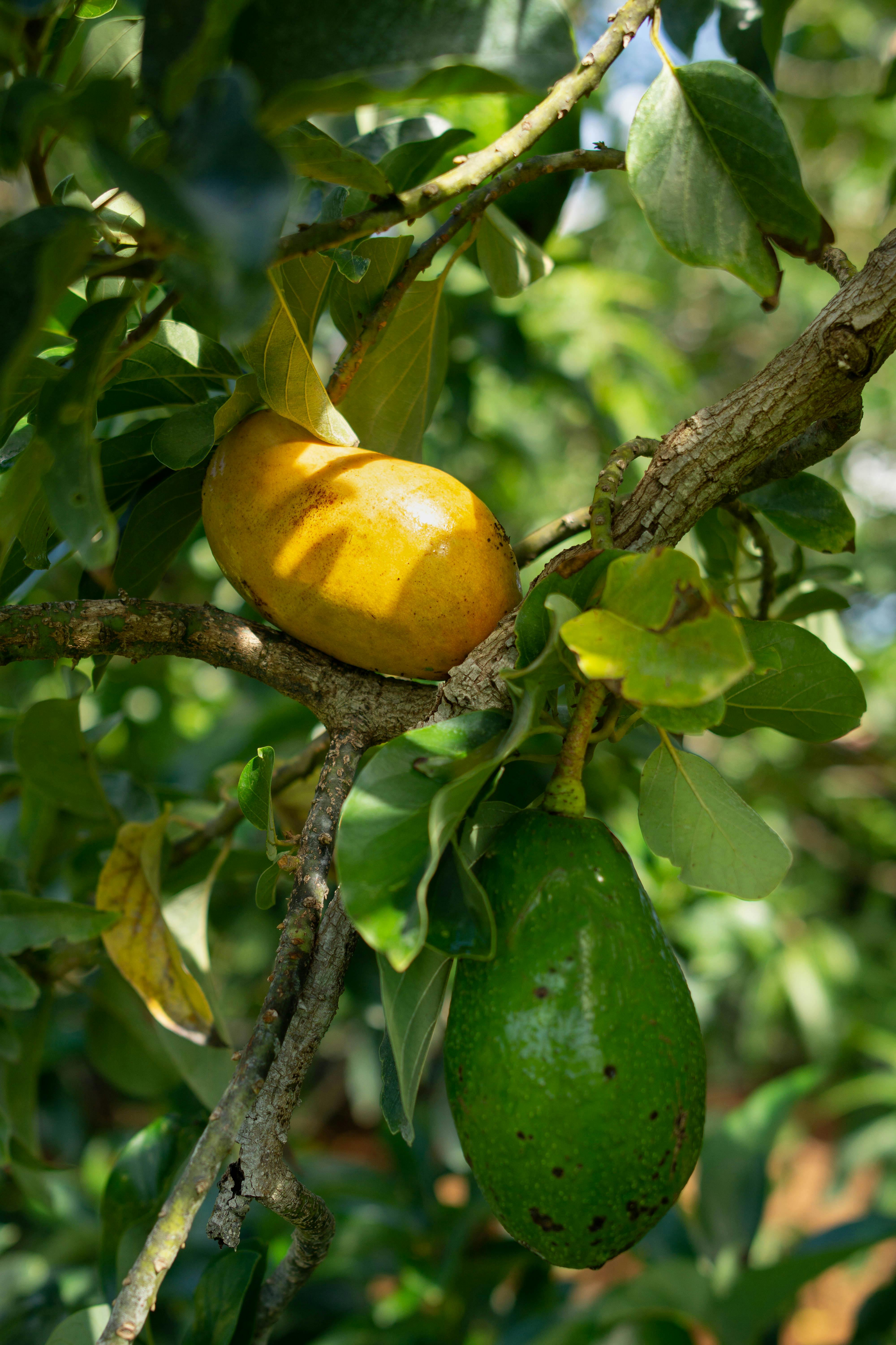 Mango Farm Photos, Download The BEST Free Mango Farm Stock Photos & HD ...