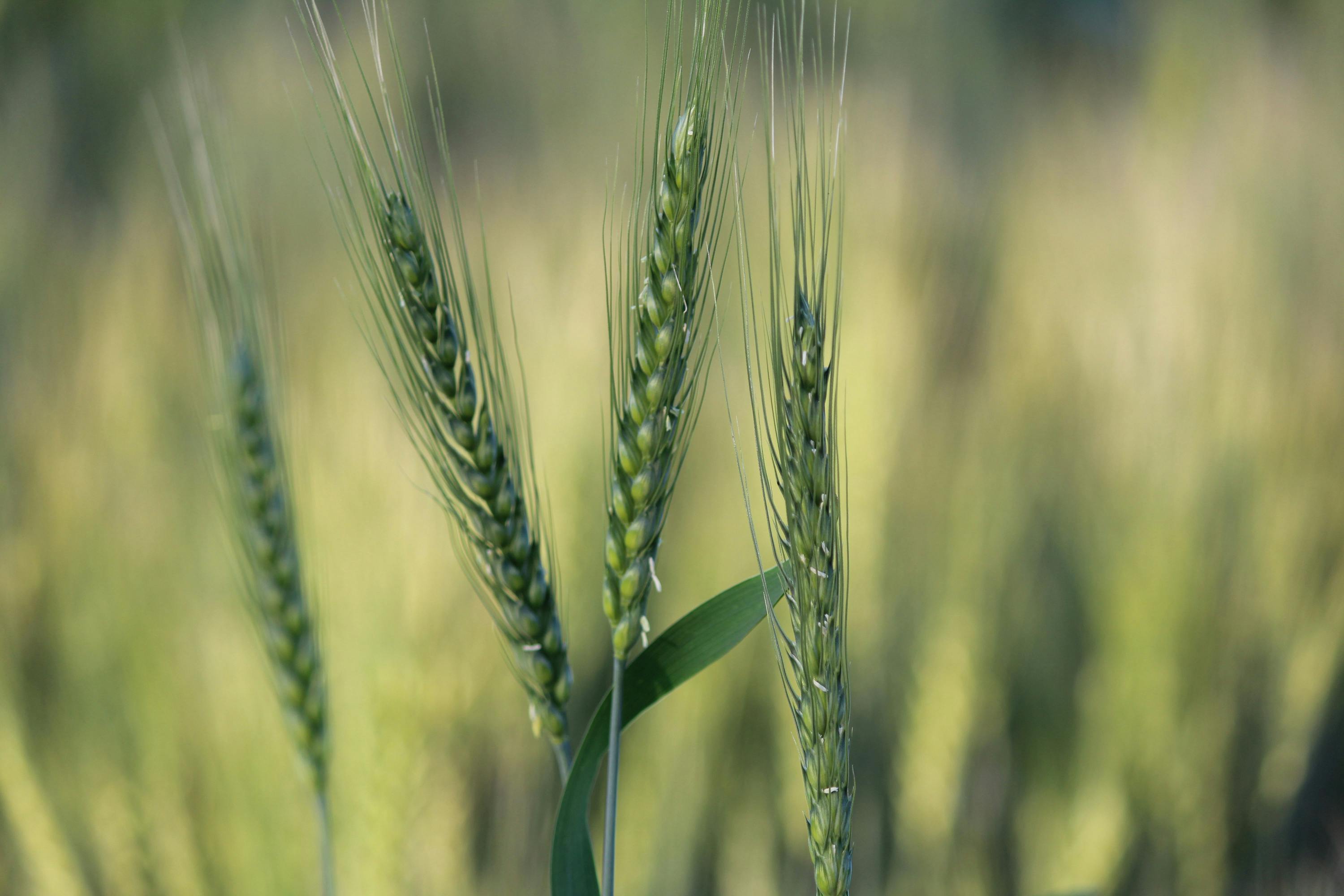 Free stock photo of farm, farming, wheat