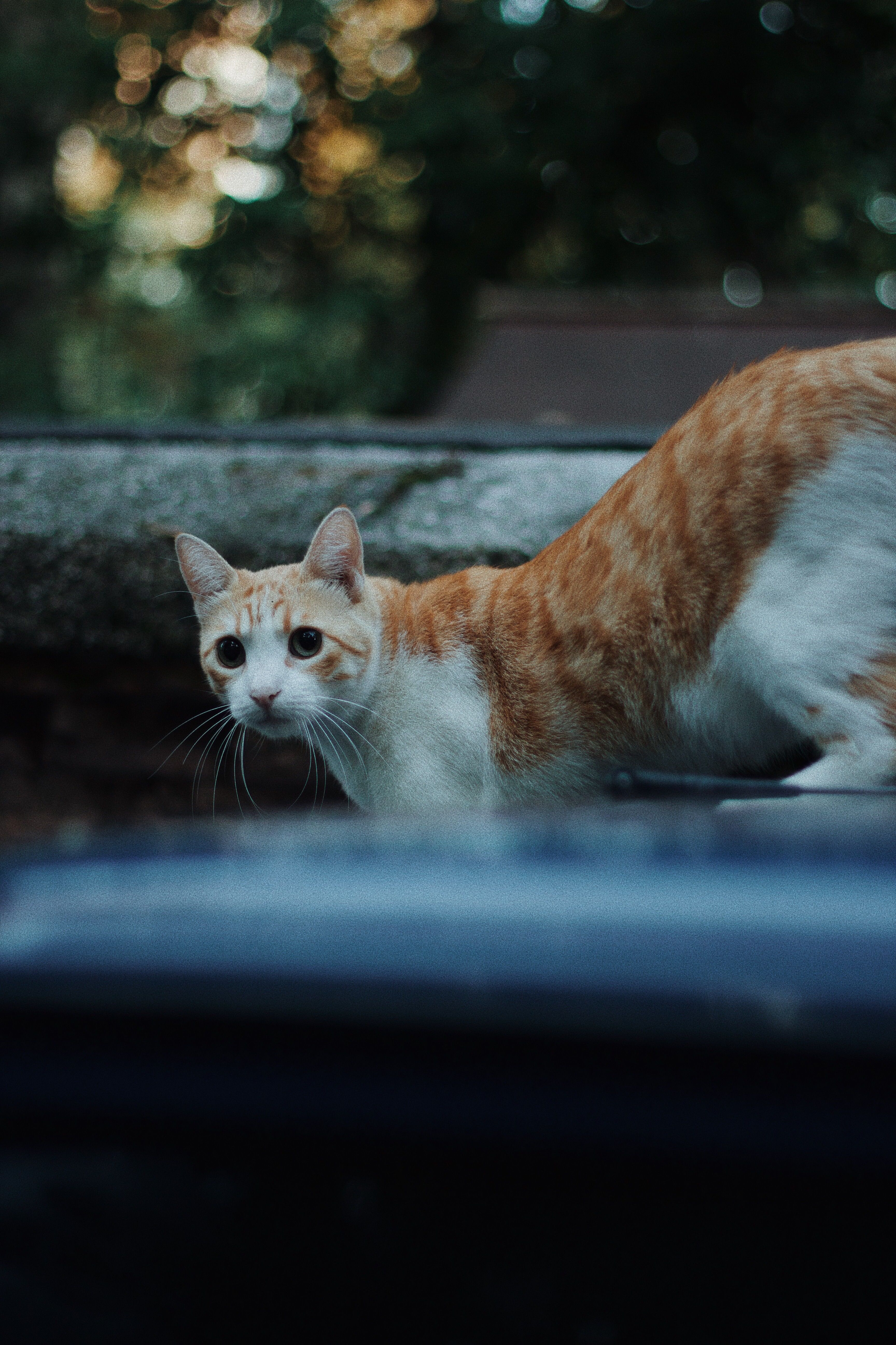 Cat Playing with Toy · Free Stock Photo