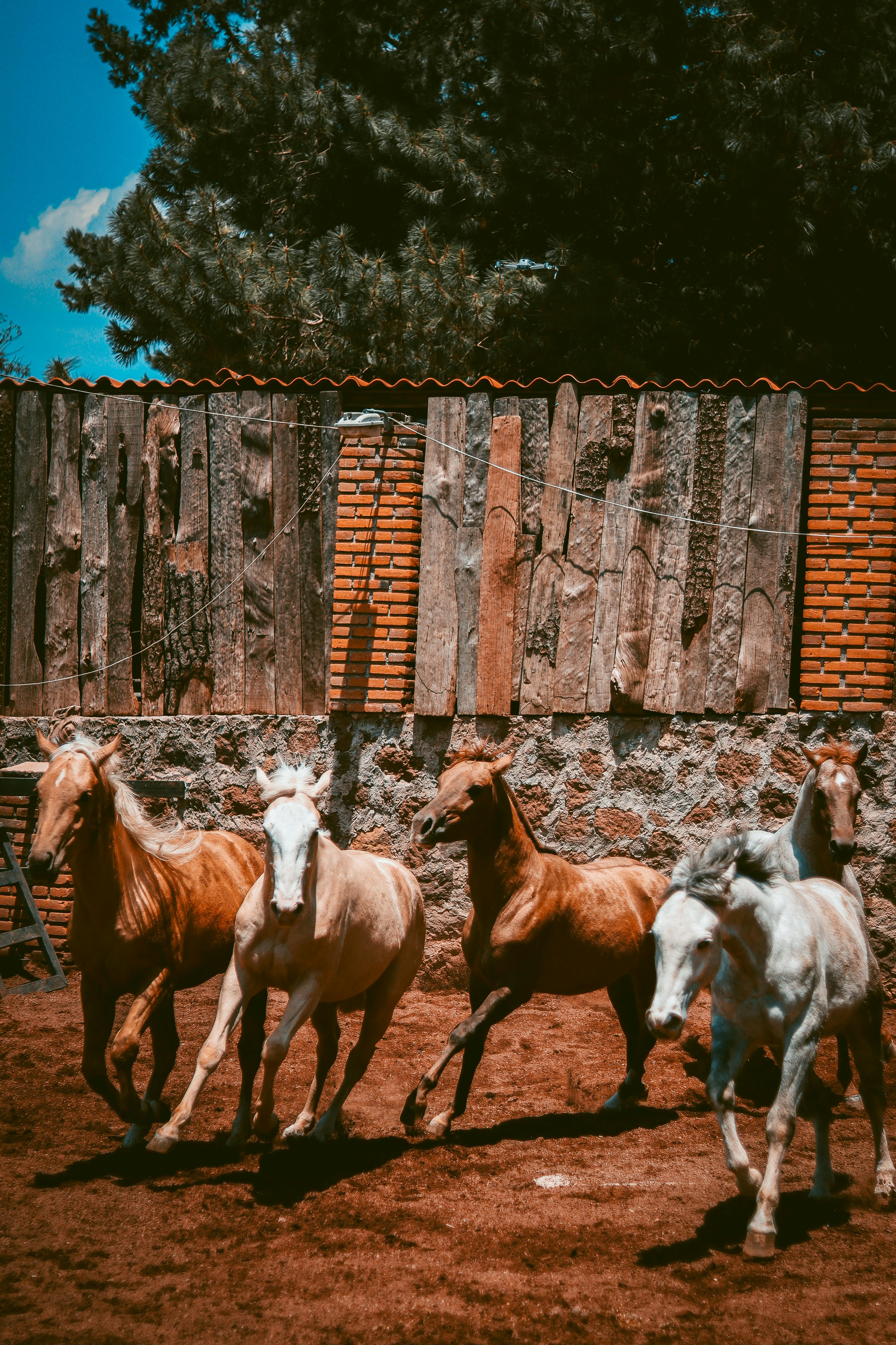 A Horses Running Together · Free Stock Photo