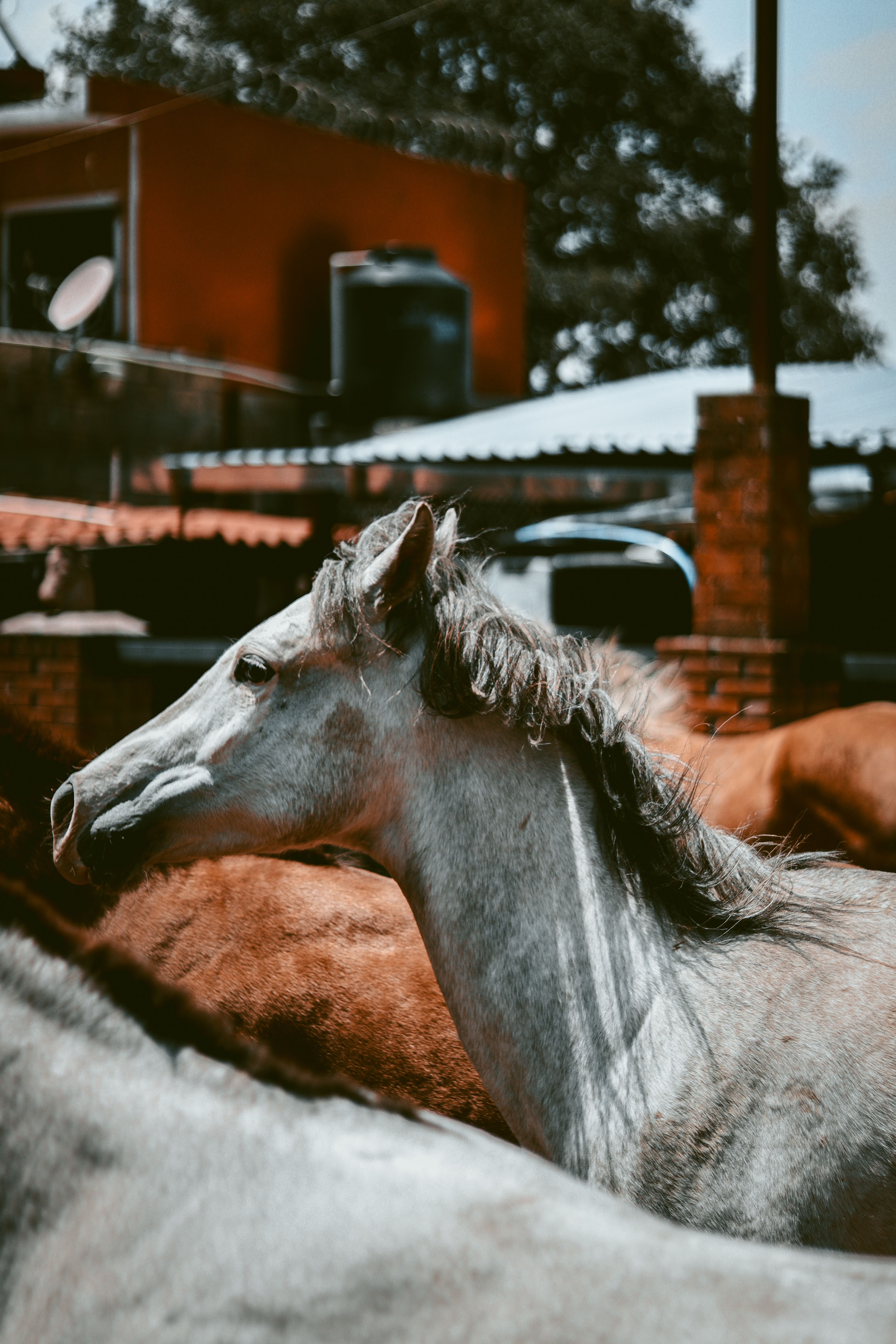 White Horse Near Hay Stack during Day · Free Stock Photo