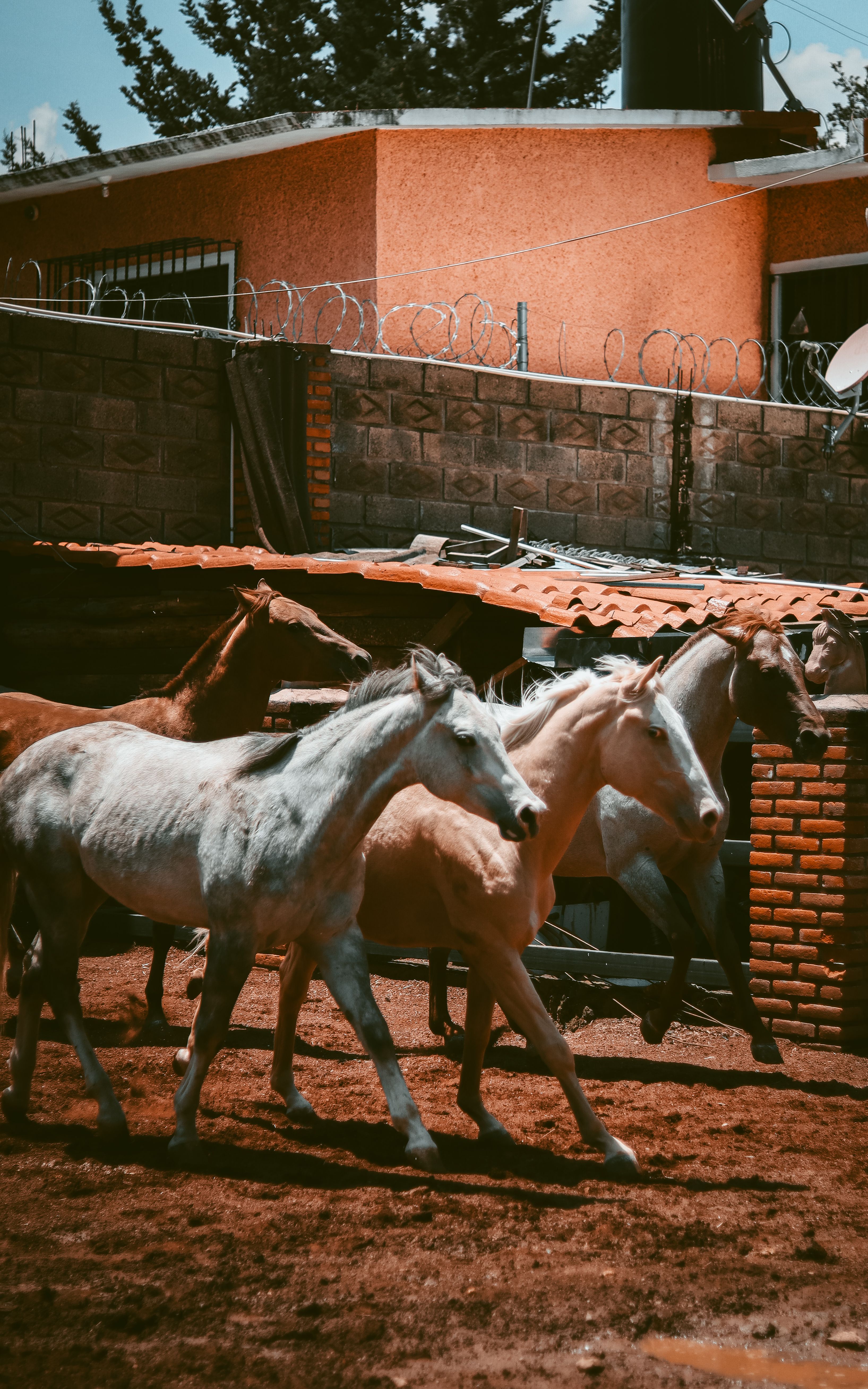 Photo of Galloping Horses · Free Stock Photo