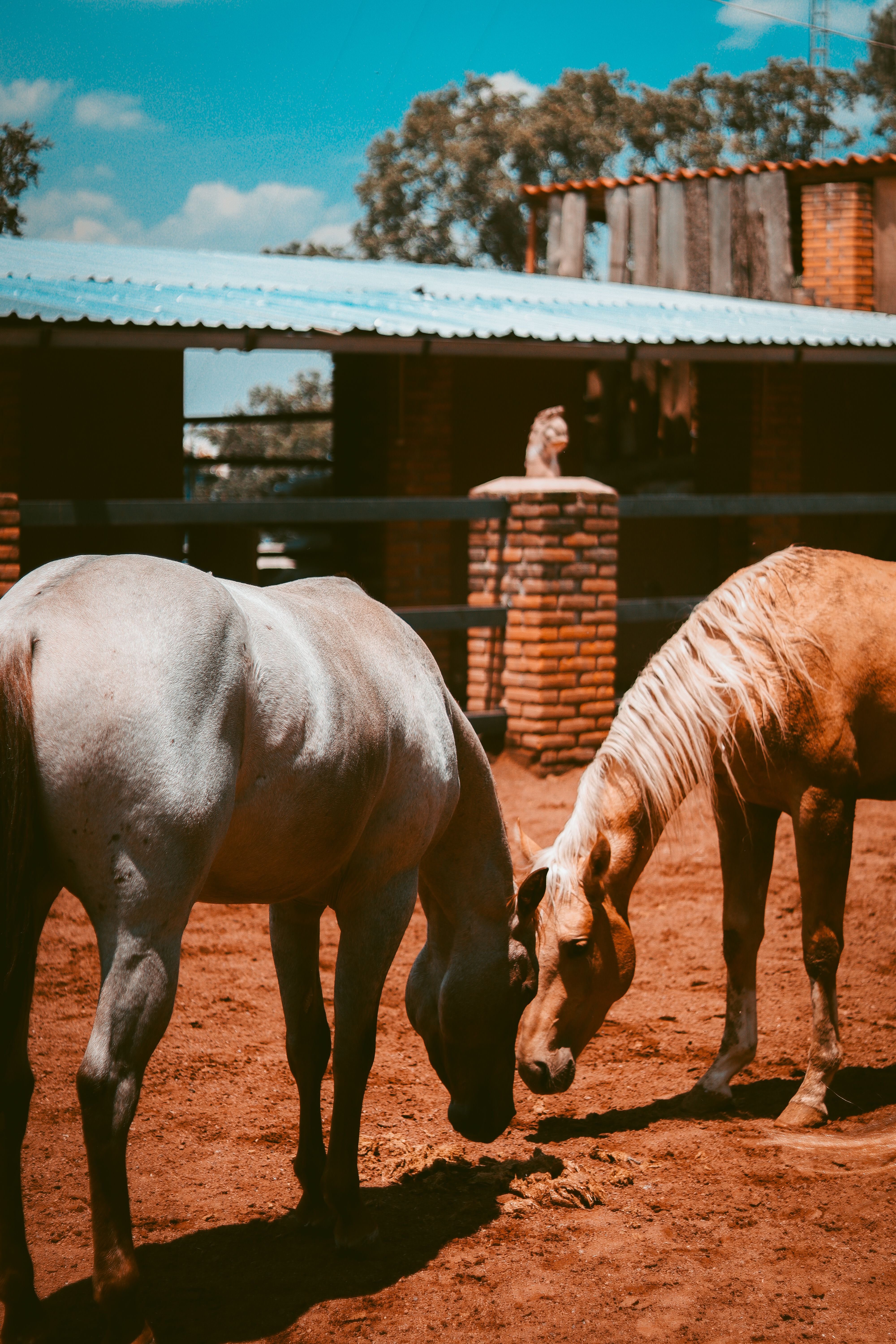 White Horse near Trees · Free Stock Photo