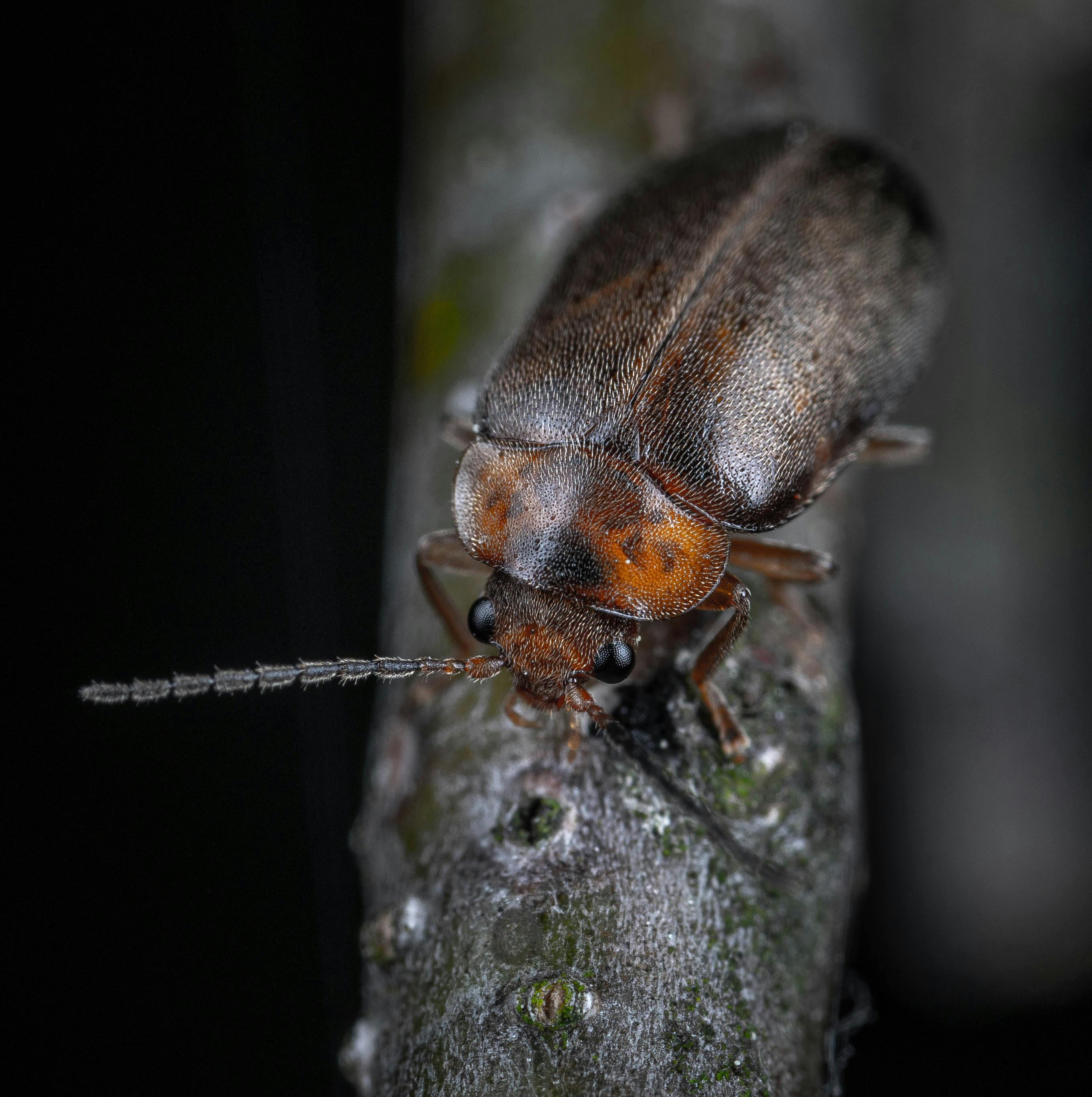 Close-up of Red Bugs on a Twig · Free Stock Photo