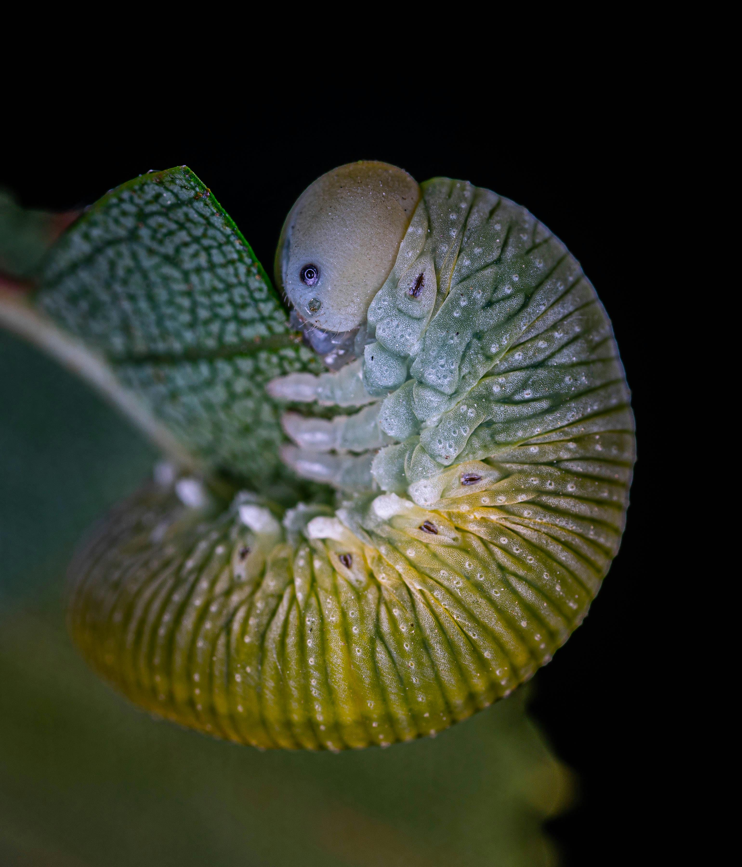 Foto de stock gratuita sobre comiendo, fotografía de insectos ...