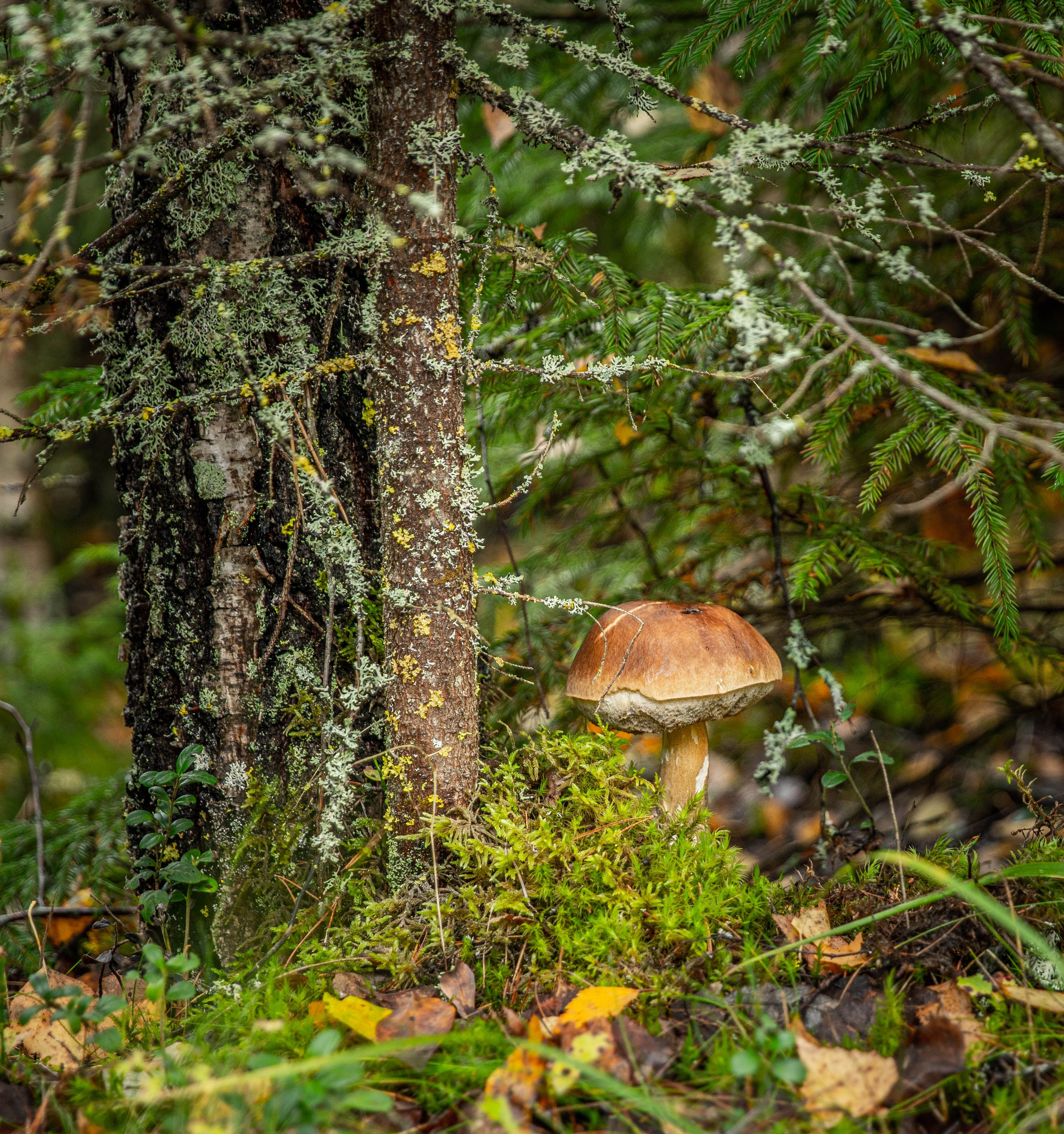 Mushrooms in a Forest · Free Stock Photo