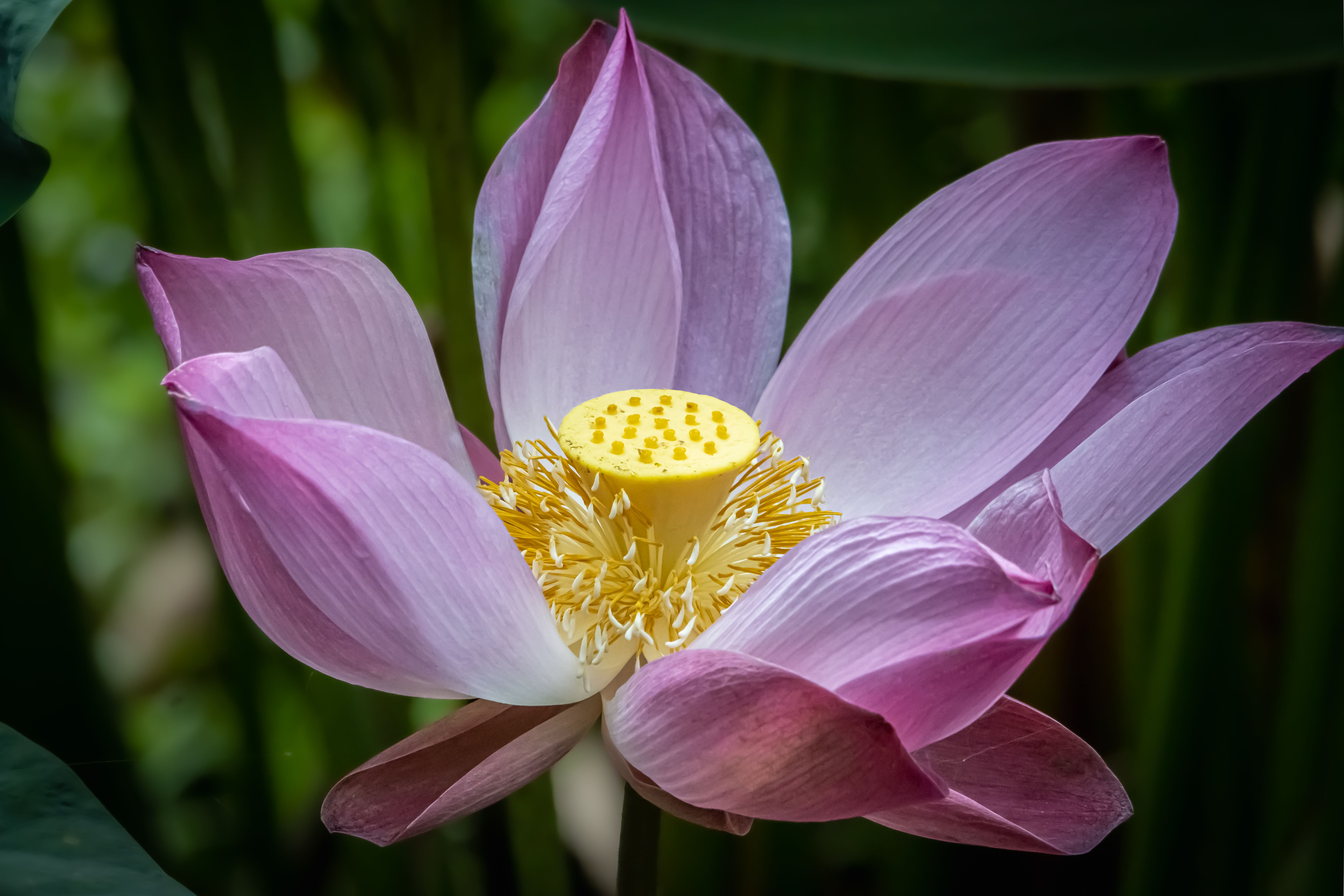 A Blooming Indian Lotus Flower in Close-up Photography · Free Stock Photo